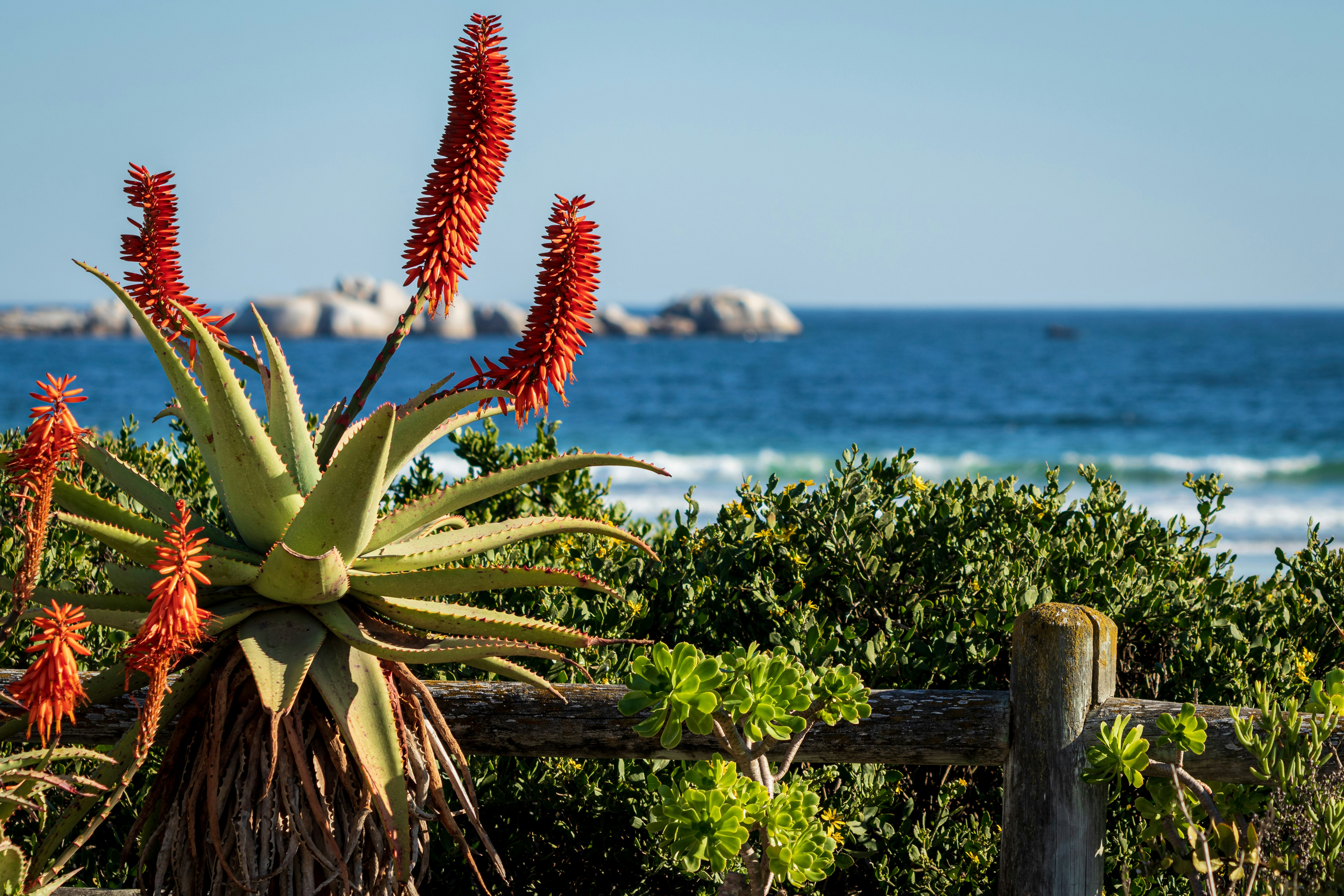 Crimson Spires by the Sea: Aloe Bloom Framing a Weathered Fence