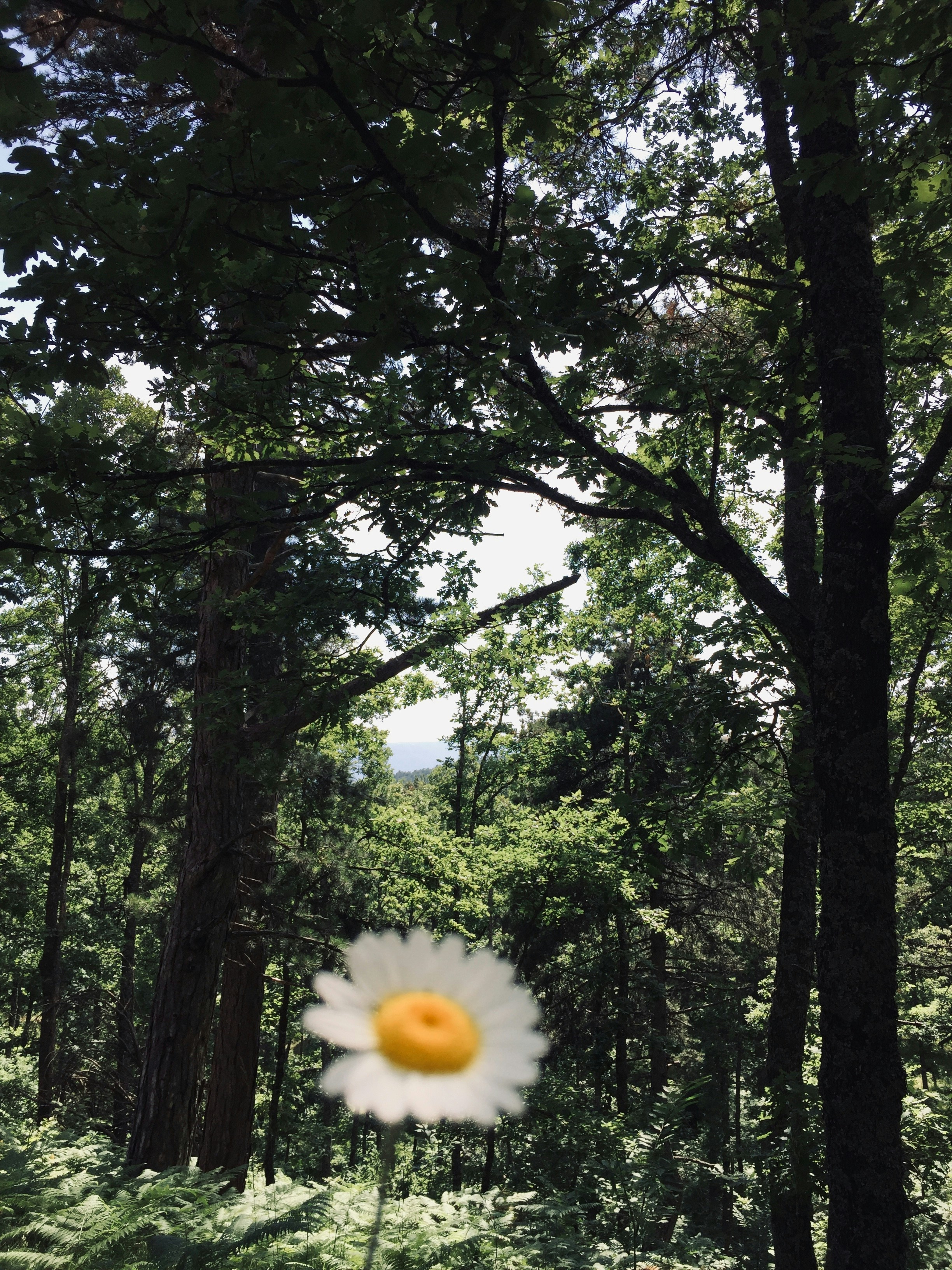 Foreground Daisy Framing a Quiet Forest Panorama