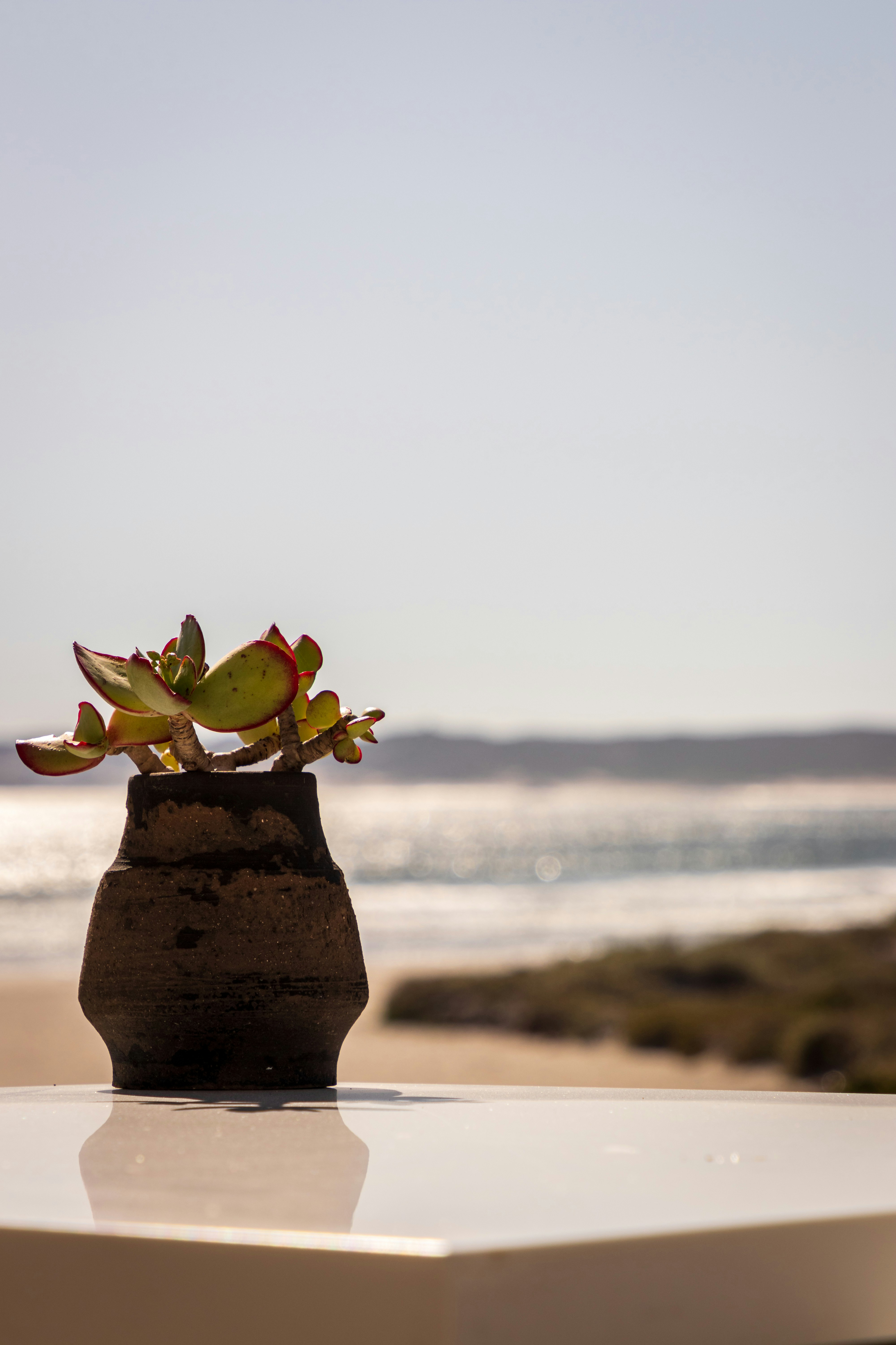 A Tiny Succulent, A Quiet Ocean Vista