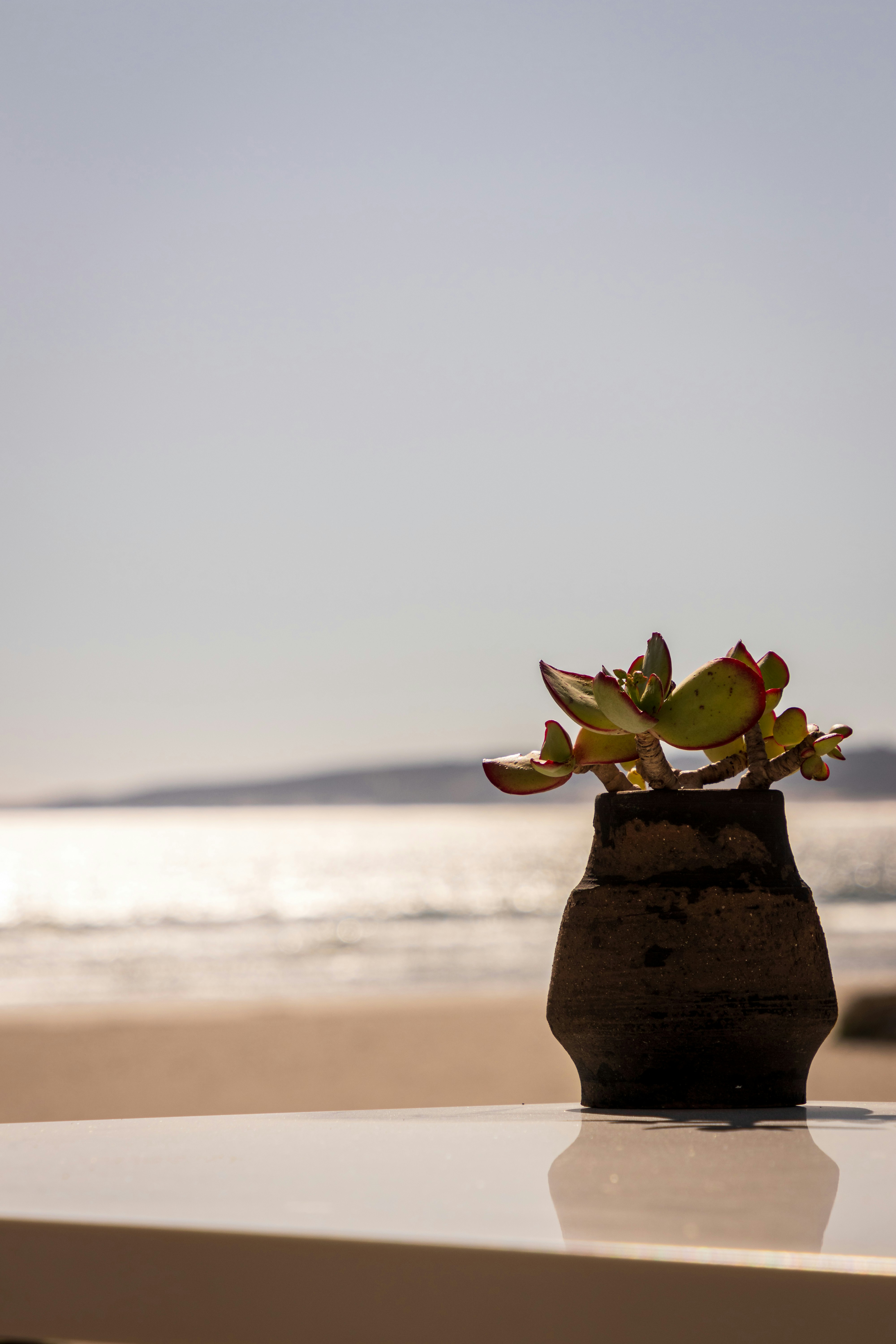 Sunlit Succulent on a Seaside Table with a Calm Horizon