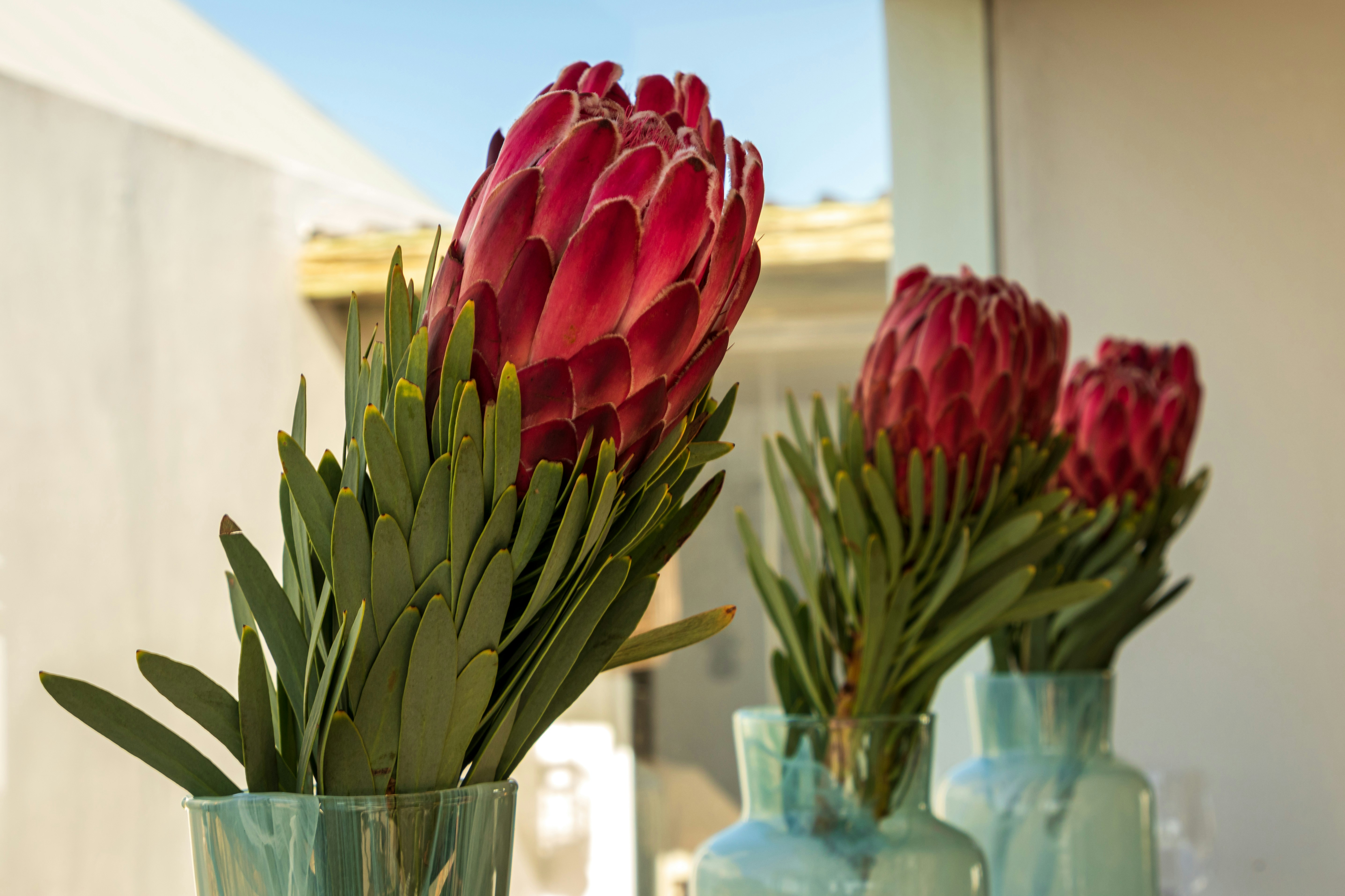 Crimson Protea in a Glass Vessel: Morning Glow