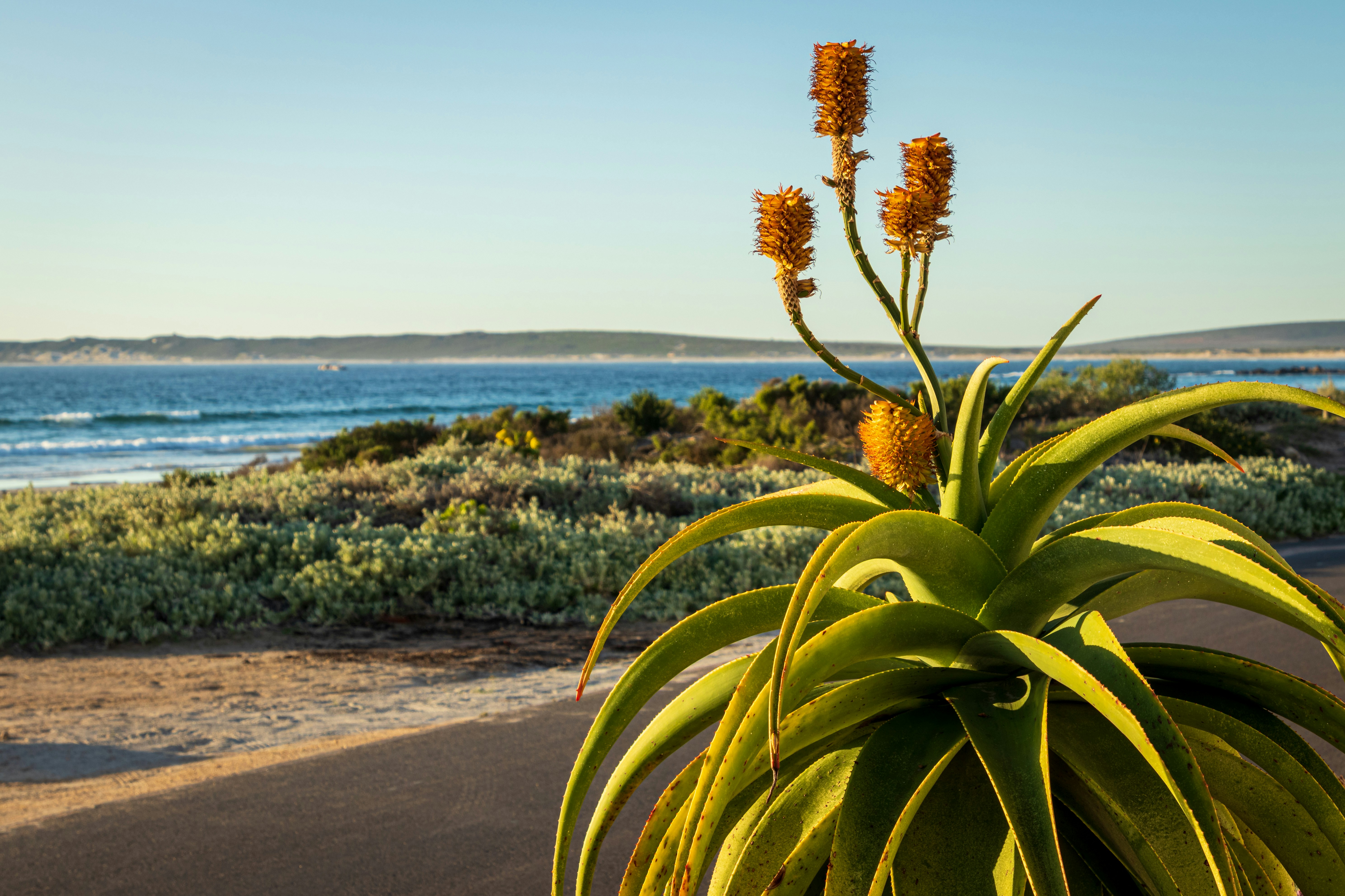 Golden Succulent on the Wind-Swept Beach