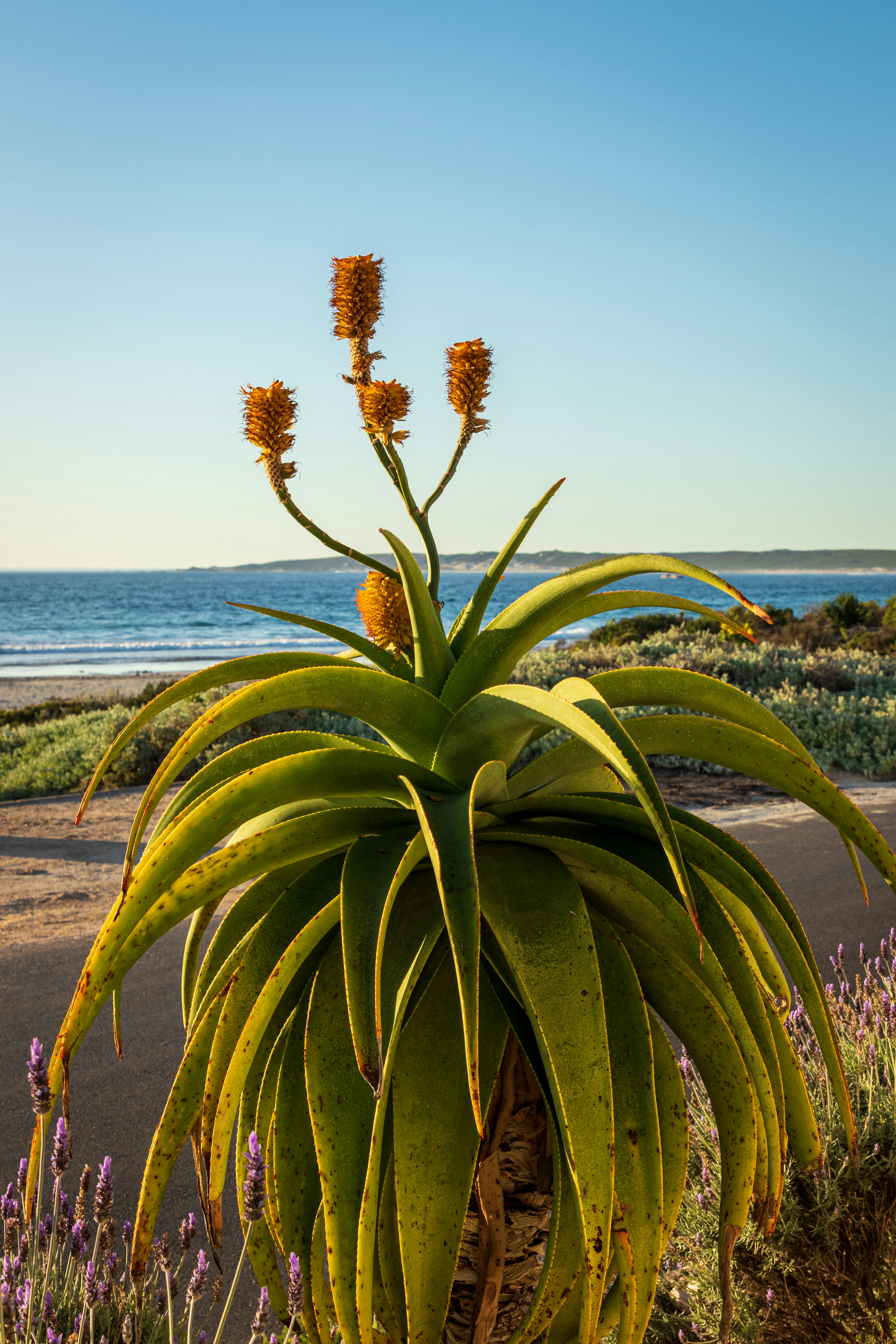 Sunlit Agave Bloom Framing a Seaside Path