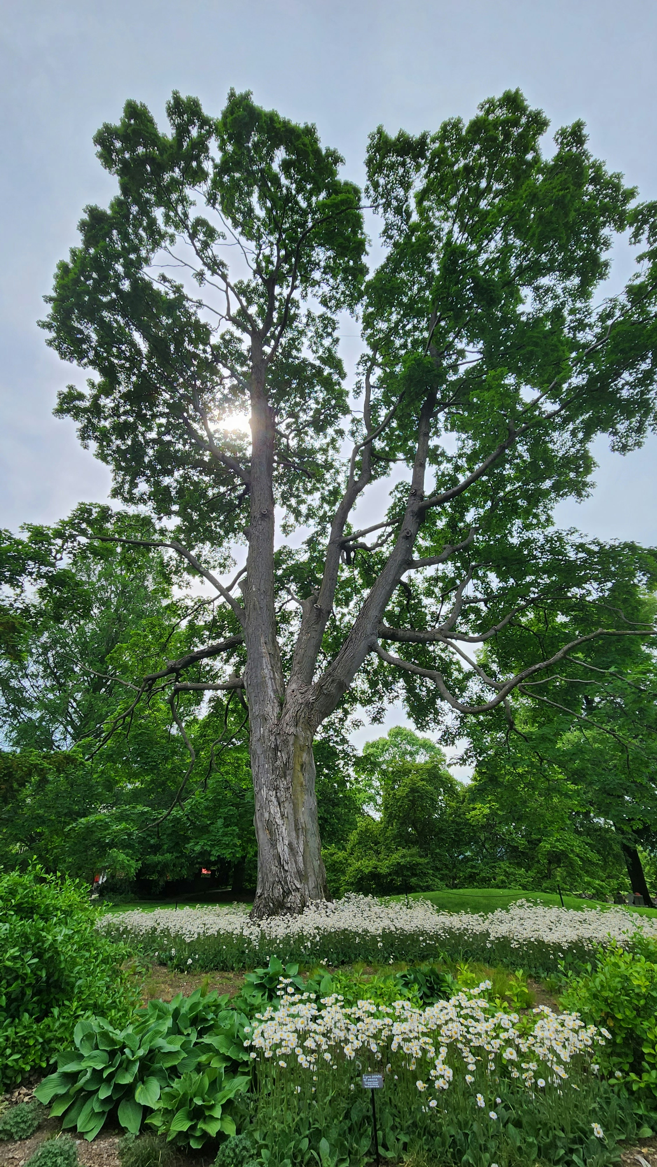 Ancient Arboreal Sentinel: Sunlit Park in Bloom