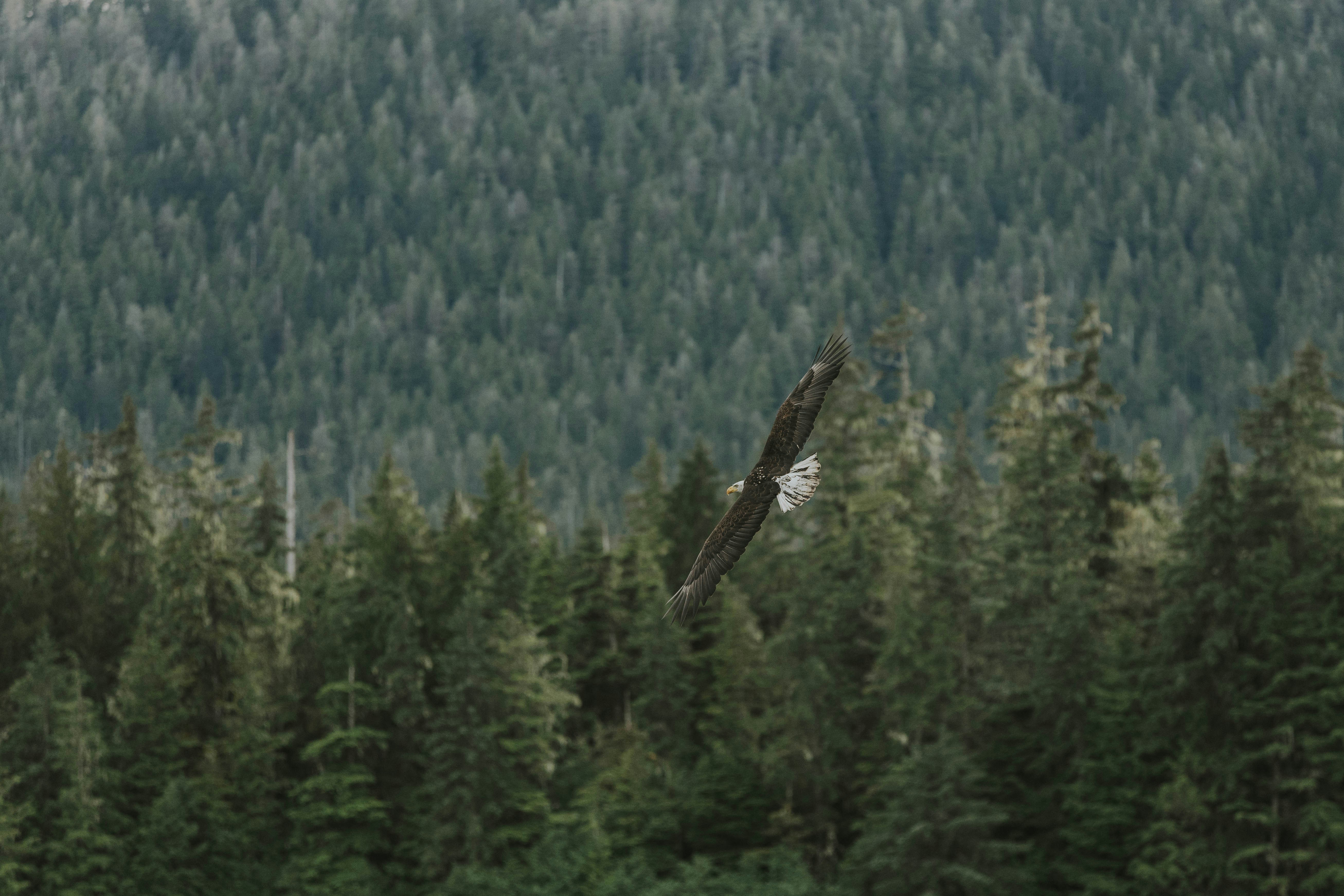 A large bird flying over a forest filled with trees photo – Free ...
