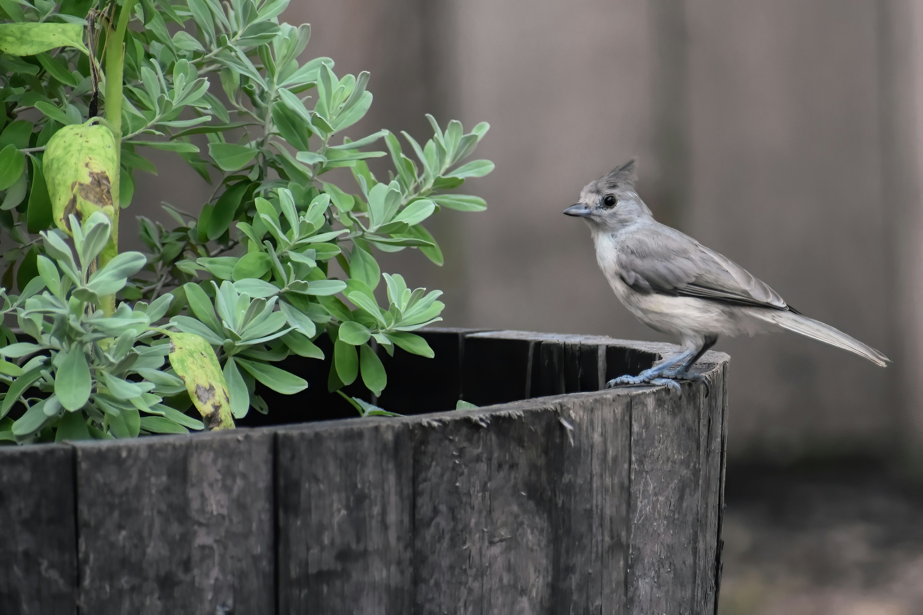 A Moment of Curiosity: The Feathered Observer