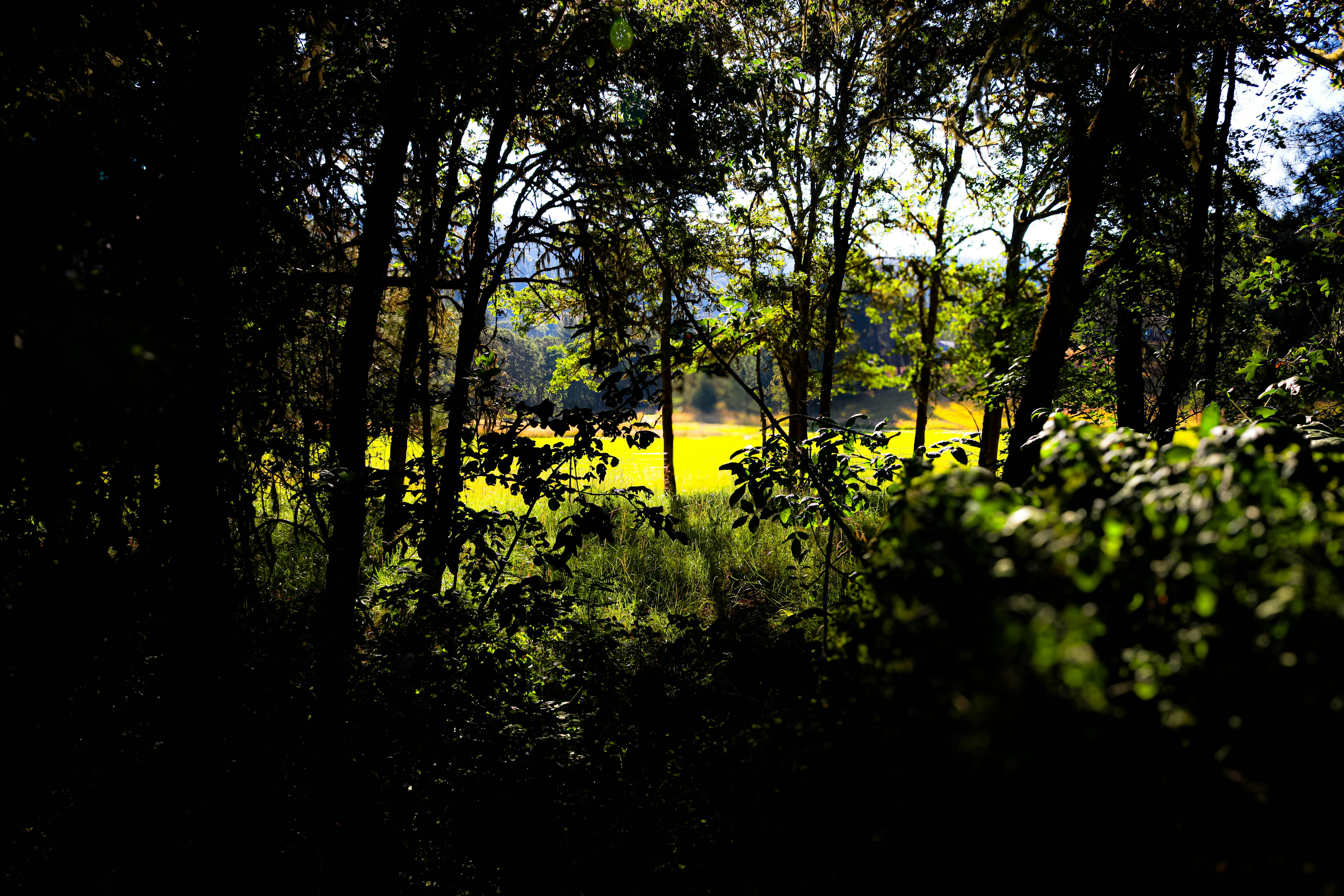 Through the Shadowed Canopy: a Sunlit Meadow Glows Beyond the Trees