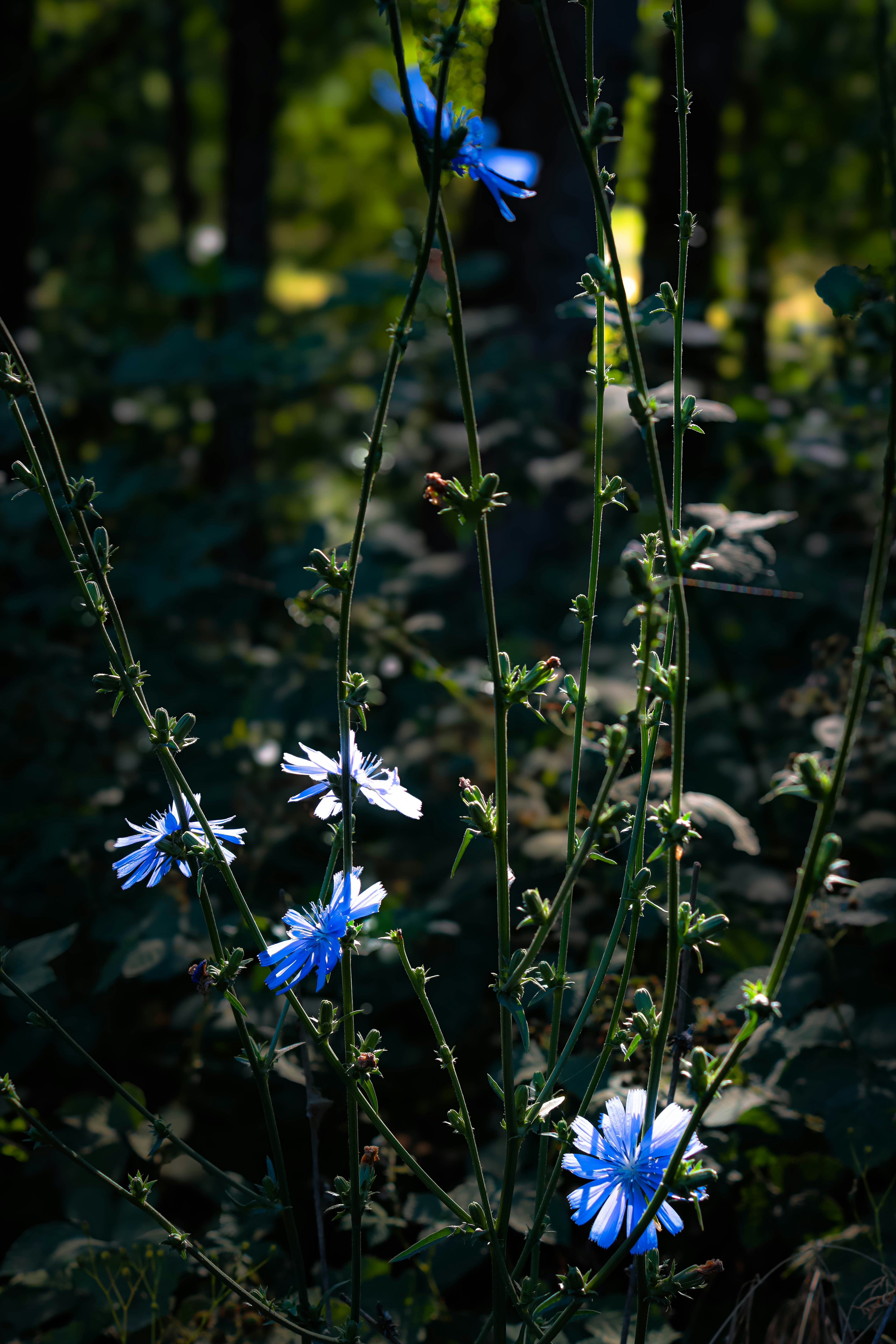 Blue Spires in Dappled Shade: A Delicate Wildflower Study