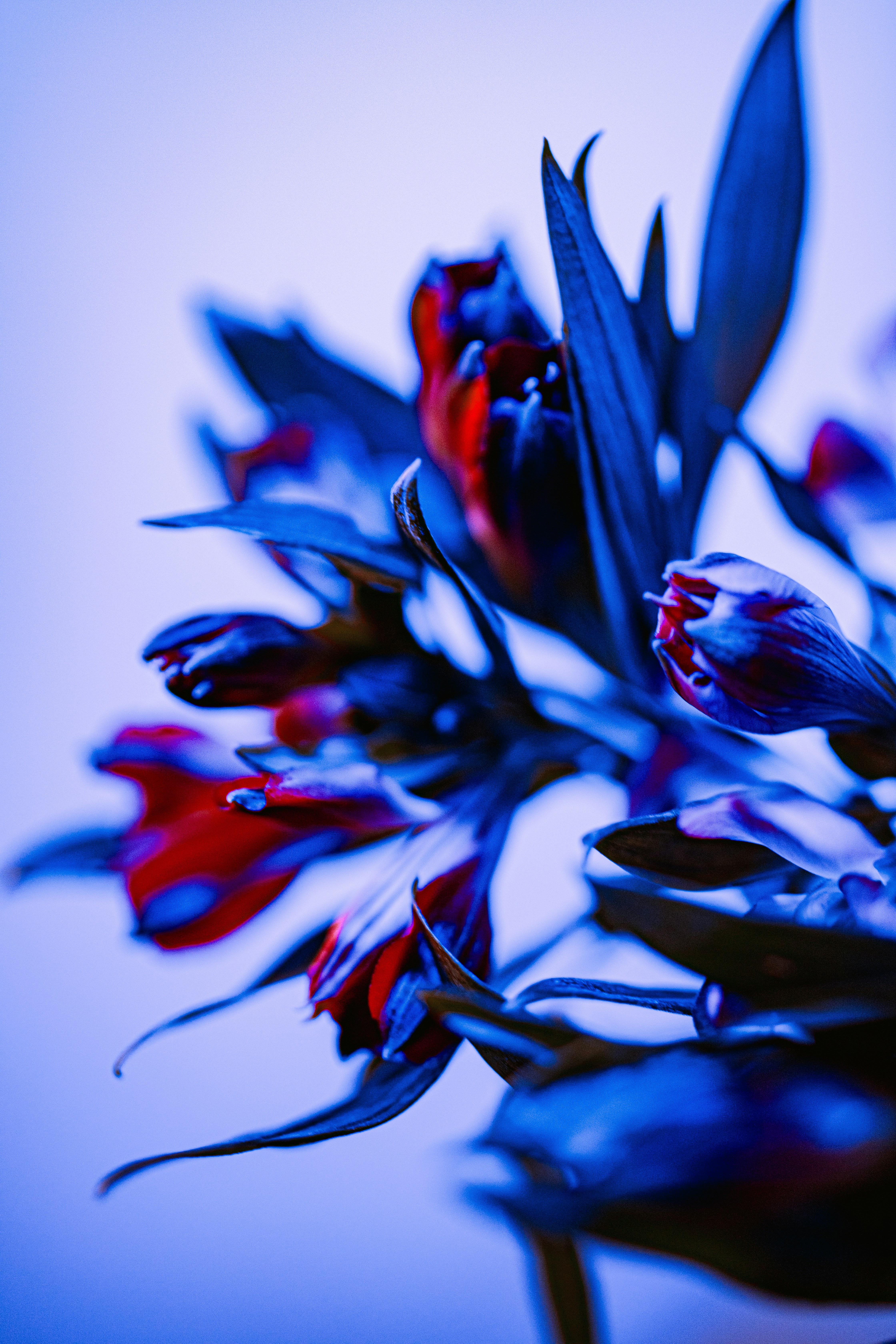 Cobalt Bloom: A Macro Study of Neon-Blue Petals with Ruby Accents