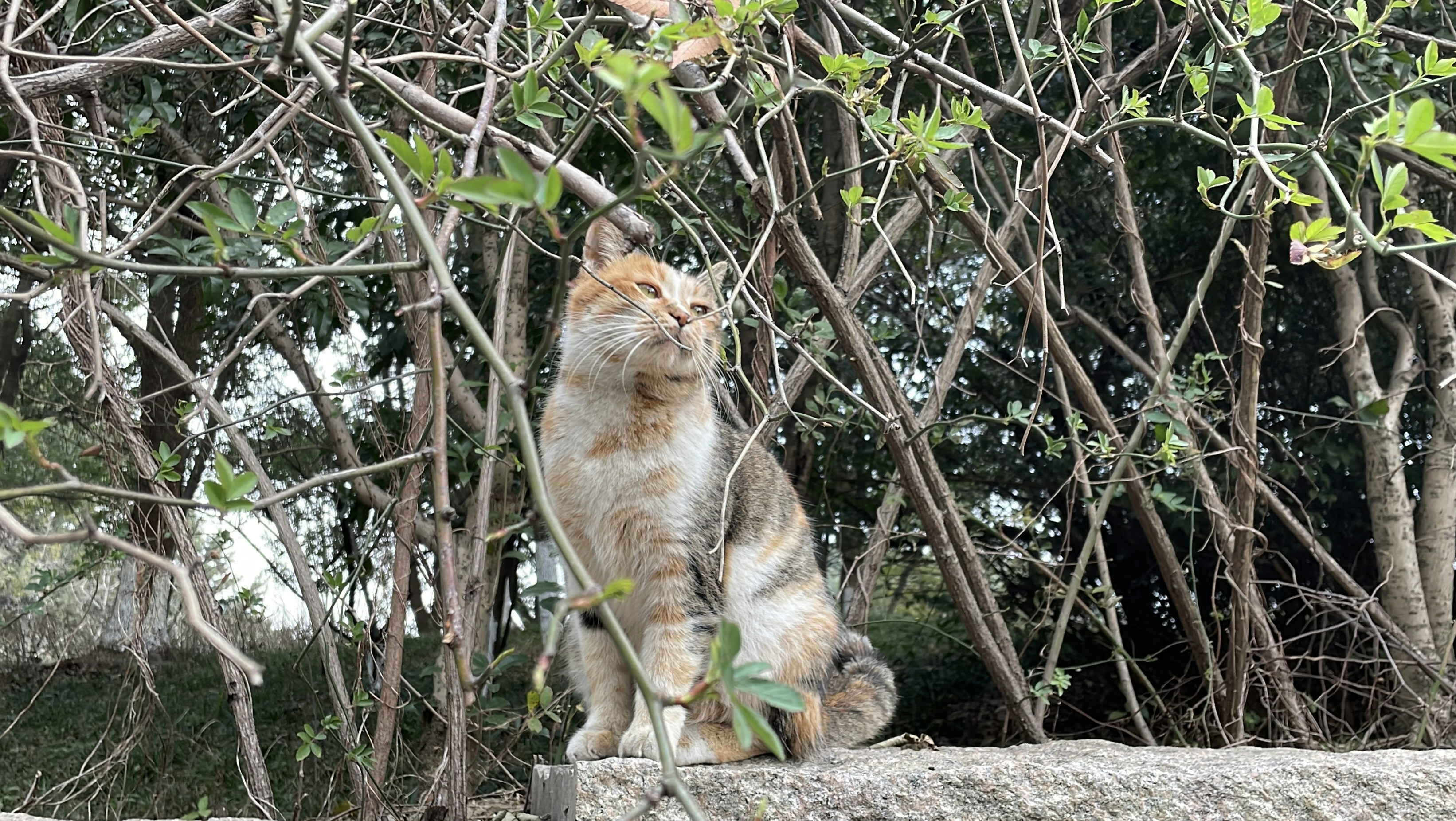 Curious Feline on a Stone Ledge Framed by Tangled Branches