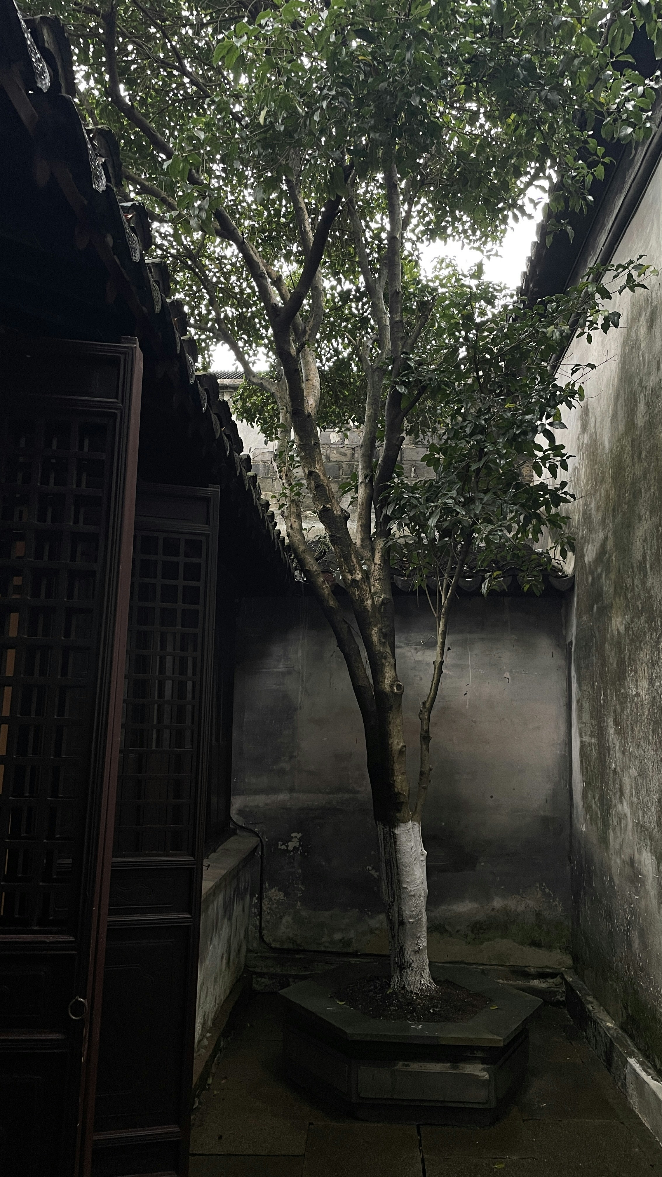 Tree Rising from a Walled Courtyard: Quiet Geometry Between Wood and Stone