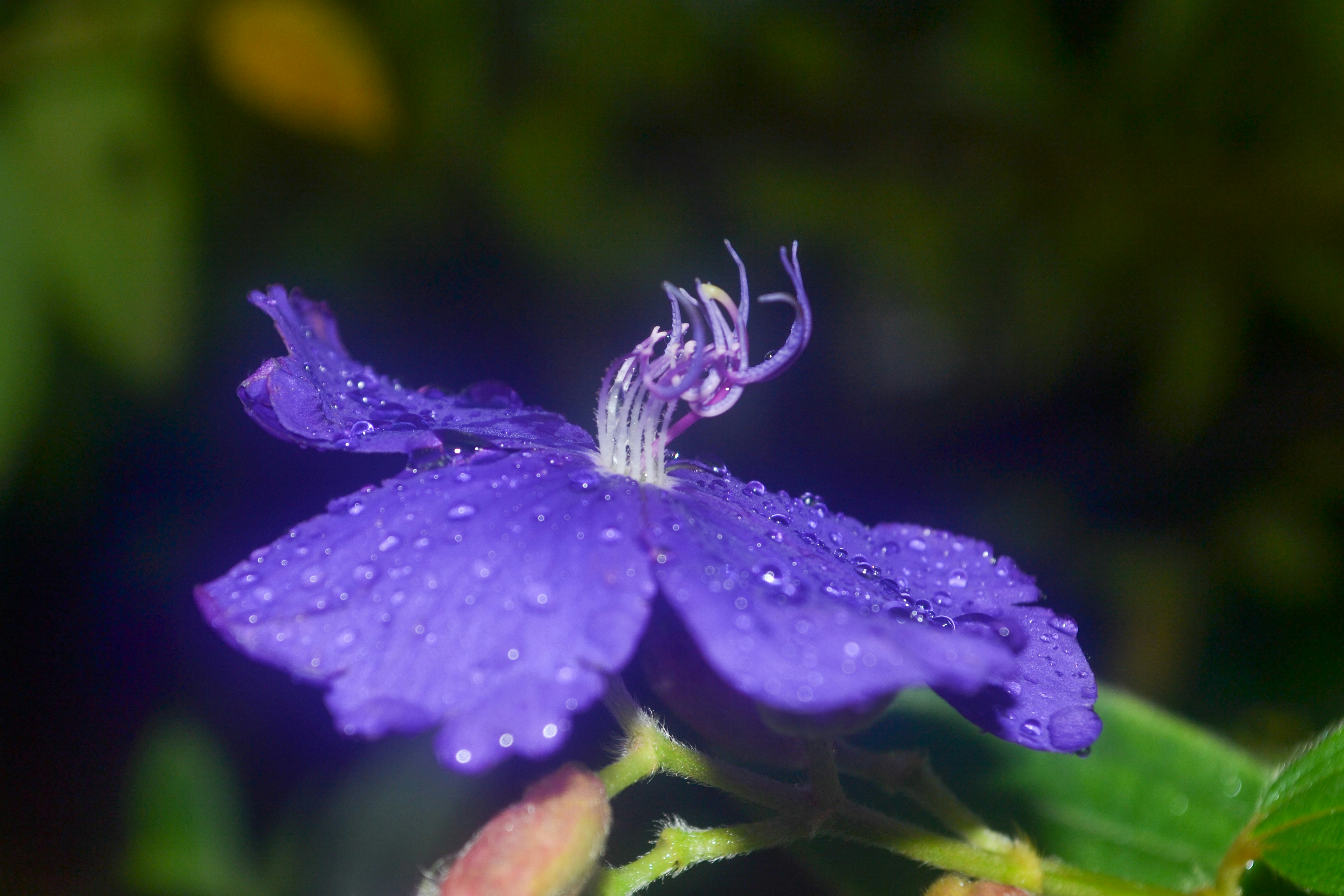 Dew-Kissed Violet: A Close-Up Portrait of a Purple Bloom