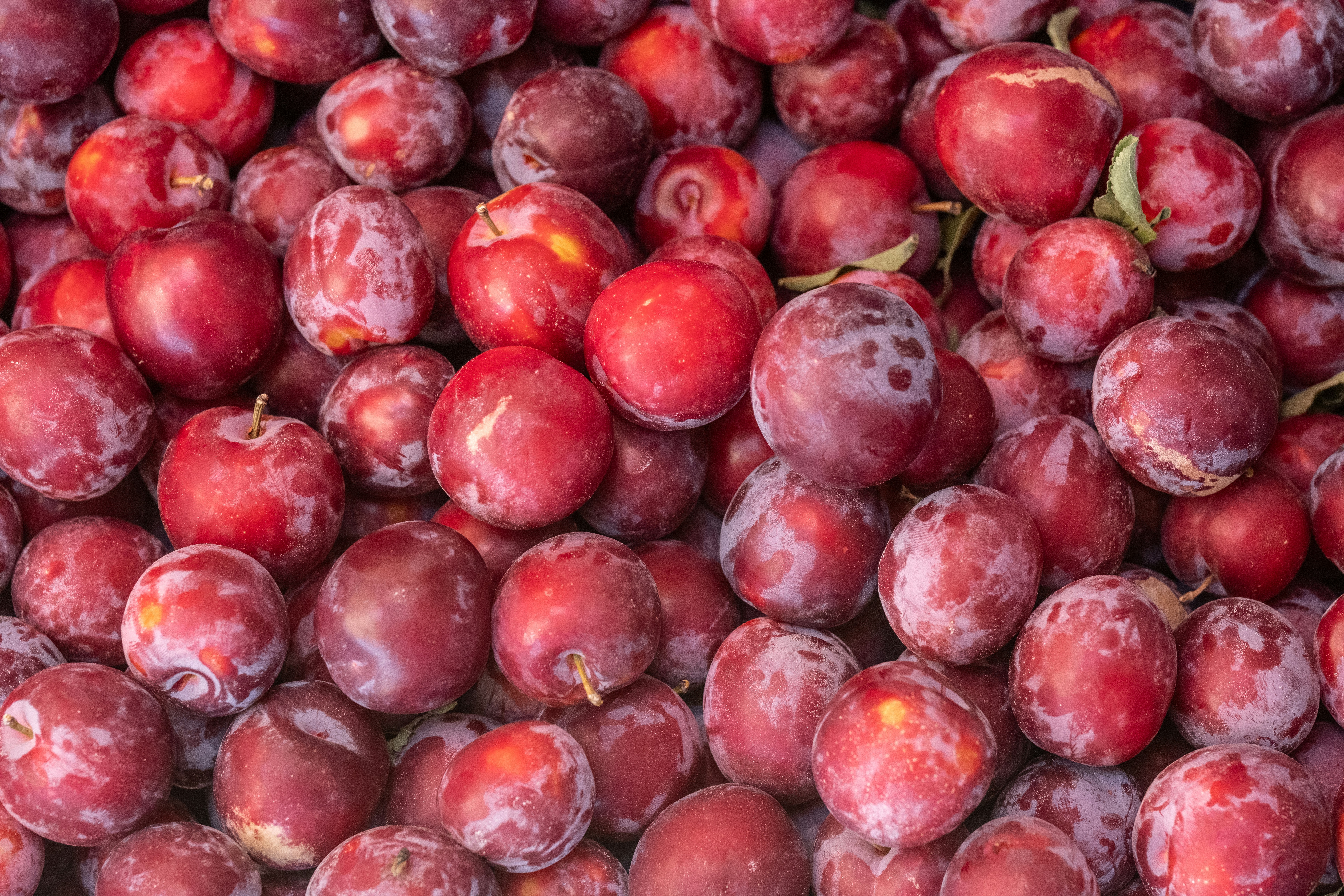 A pile of plums sitting next to each other photo – Free Türkiye Image ...