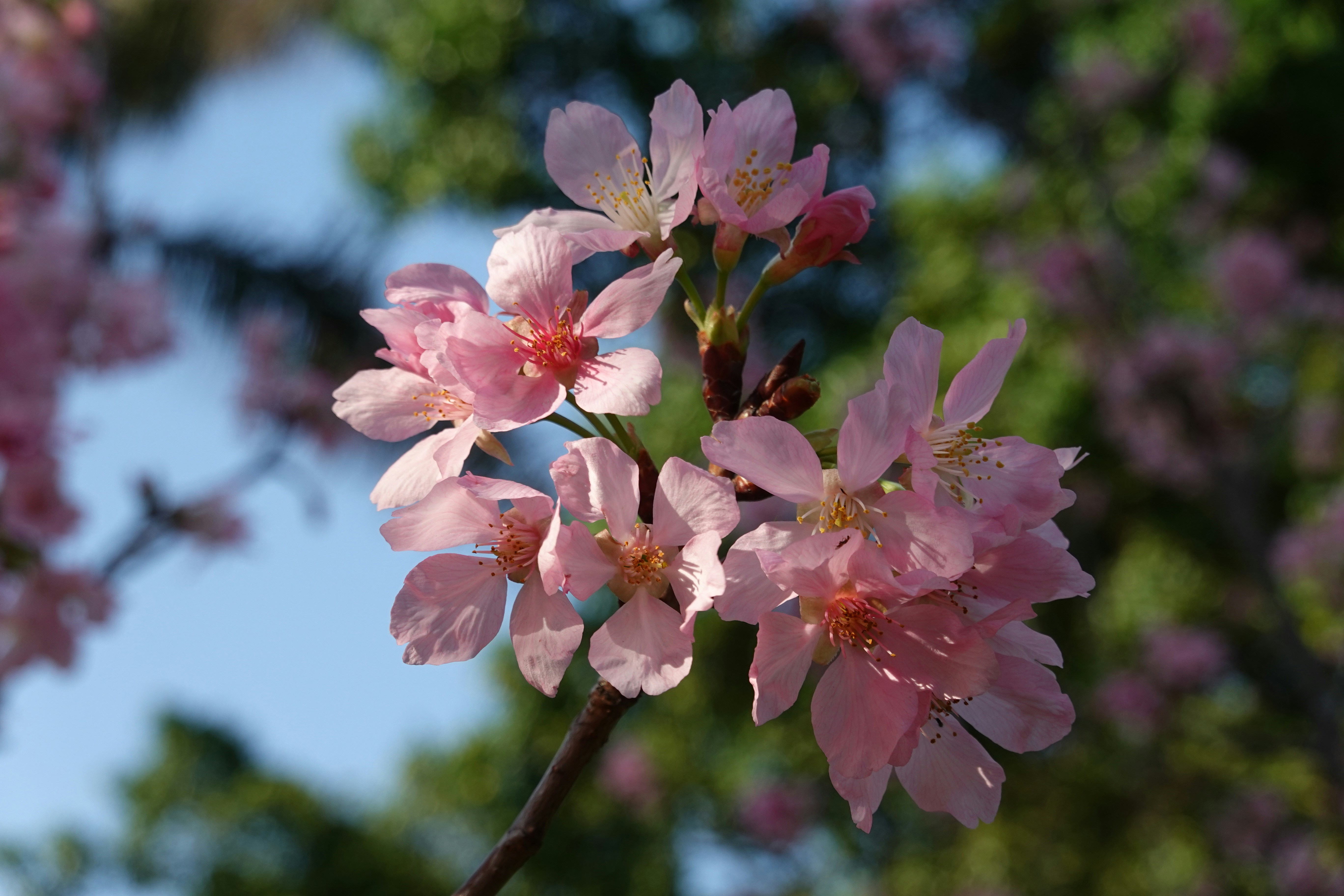 Photo by Arthur Tseng with Sony Cyber-shot RX100 VI