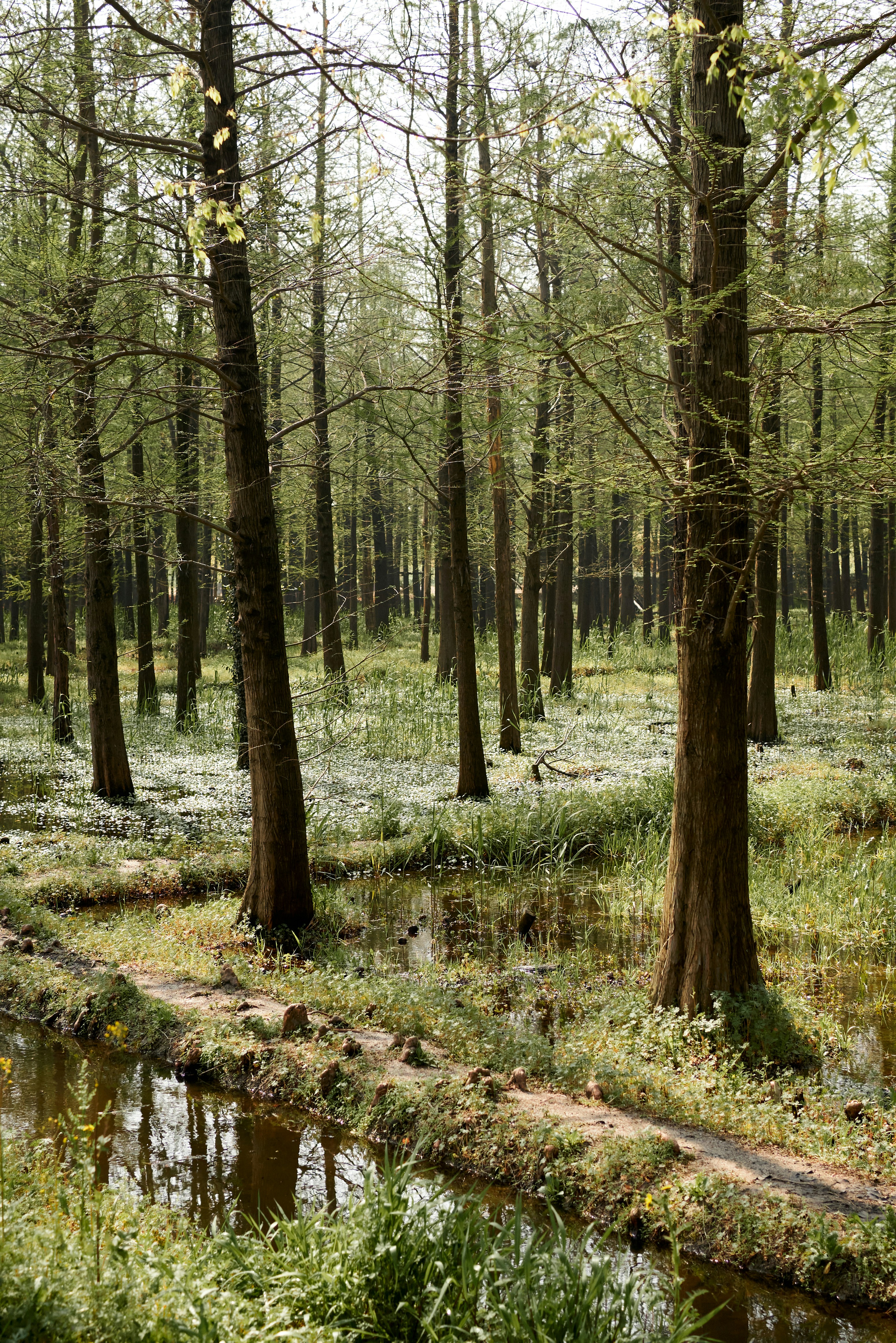 Photo by tian dayong with Sony Alpha 7R III