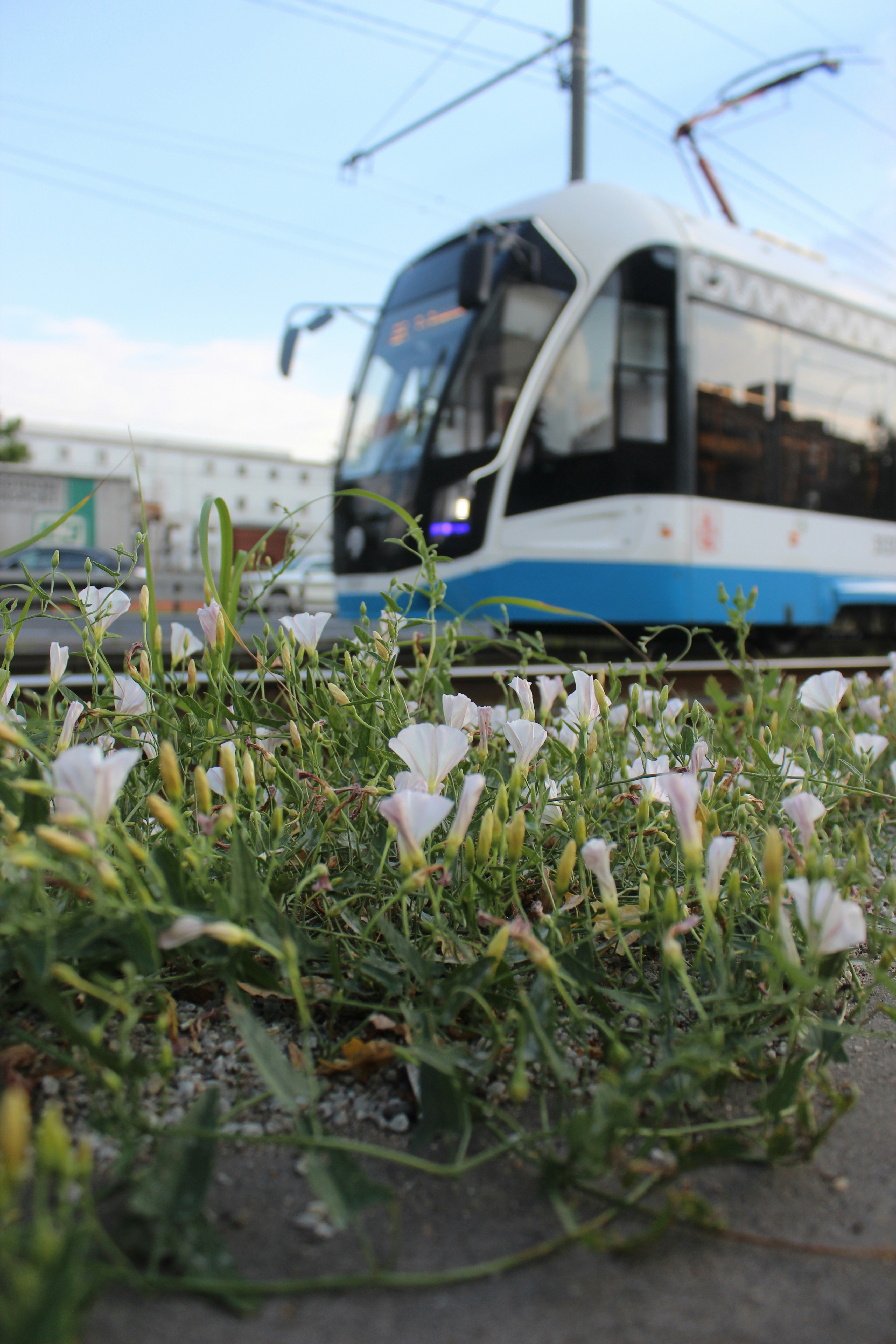 A white and blue train traveling past a lush green field