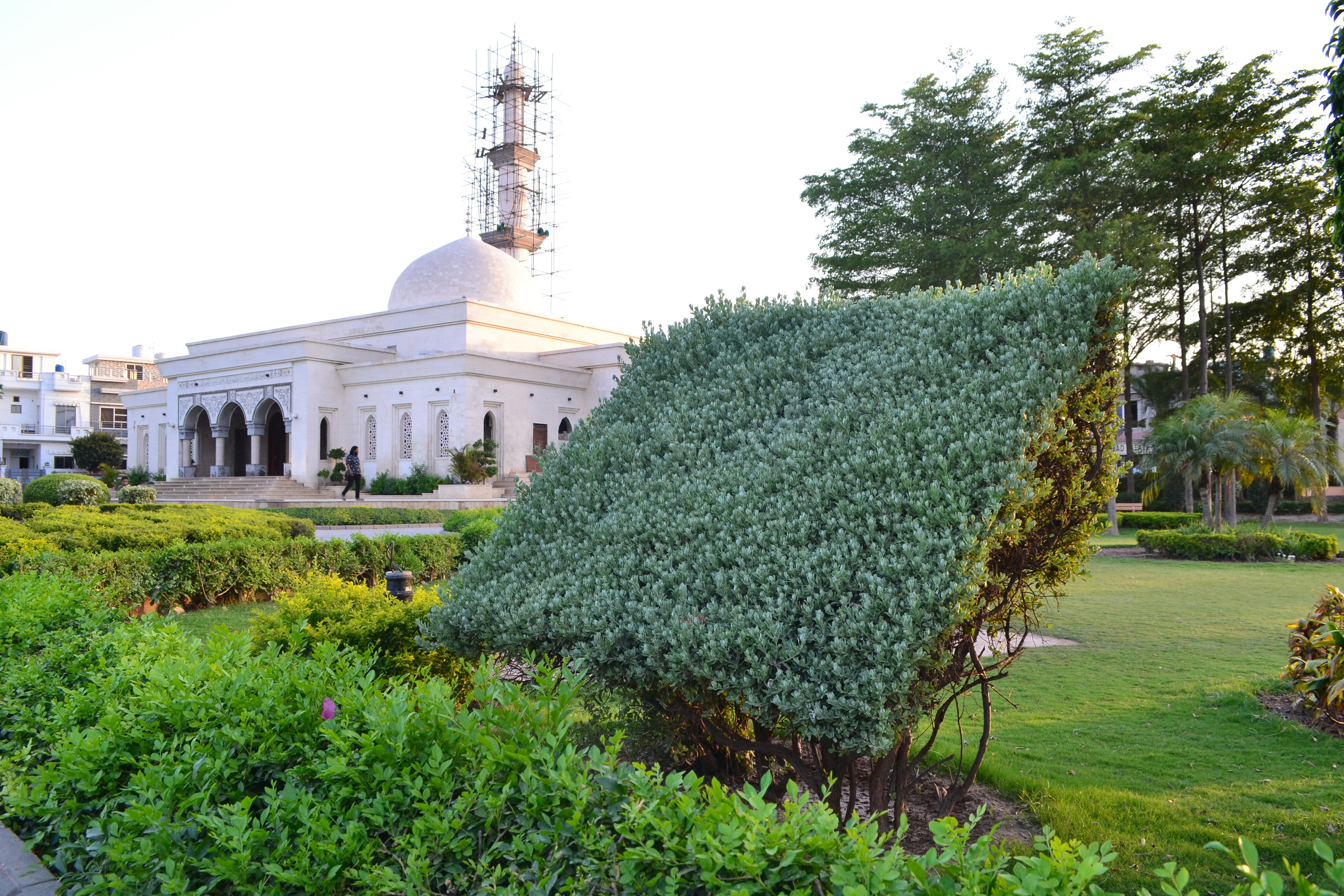 Pruned Geometry Framing a White Dome