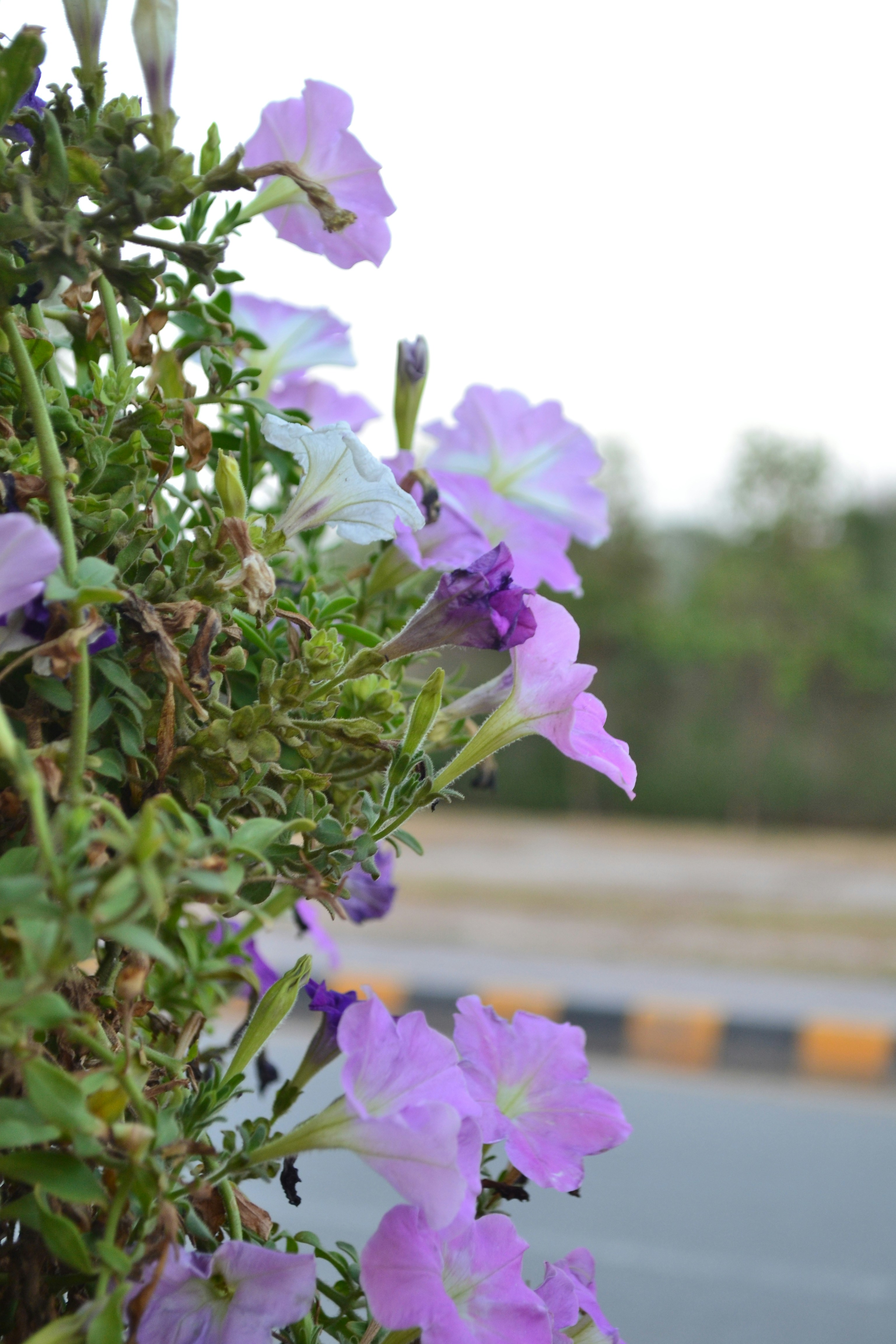 Al jalil garden lahore