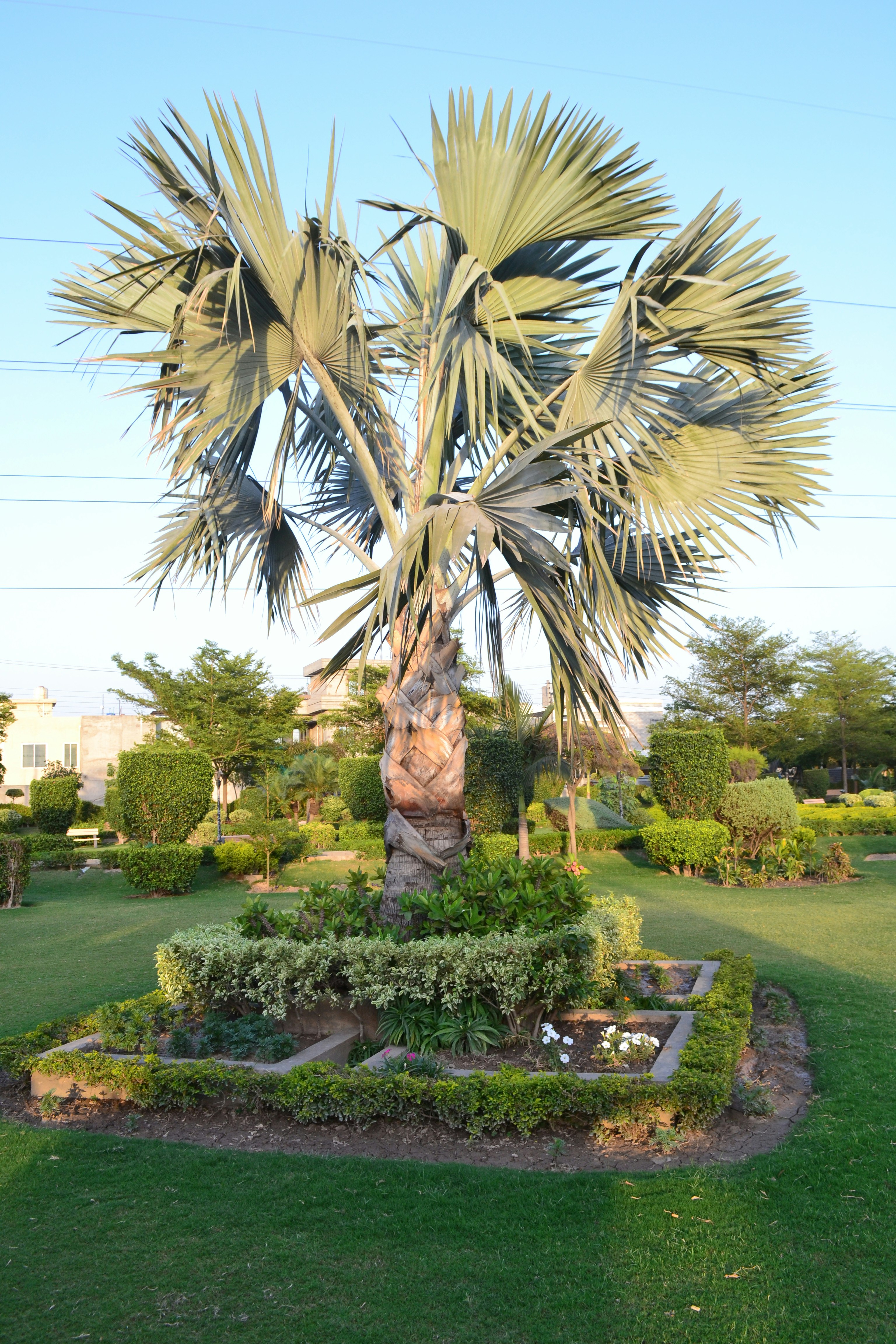 Resilient Palm Crowned by Afternoon Light