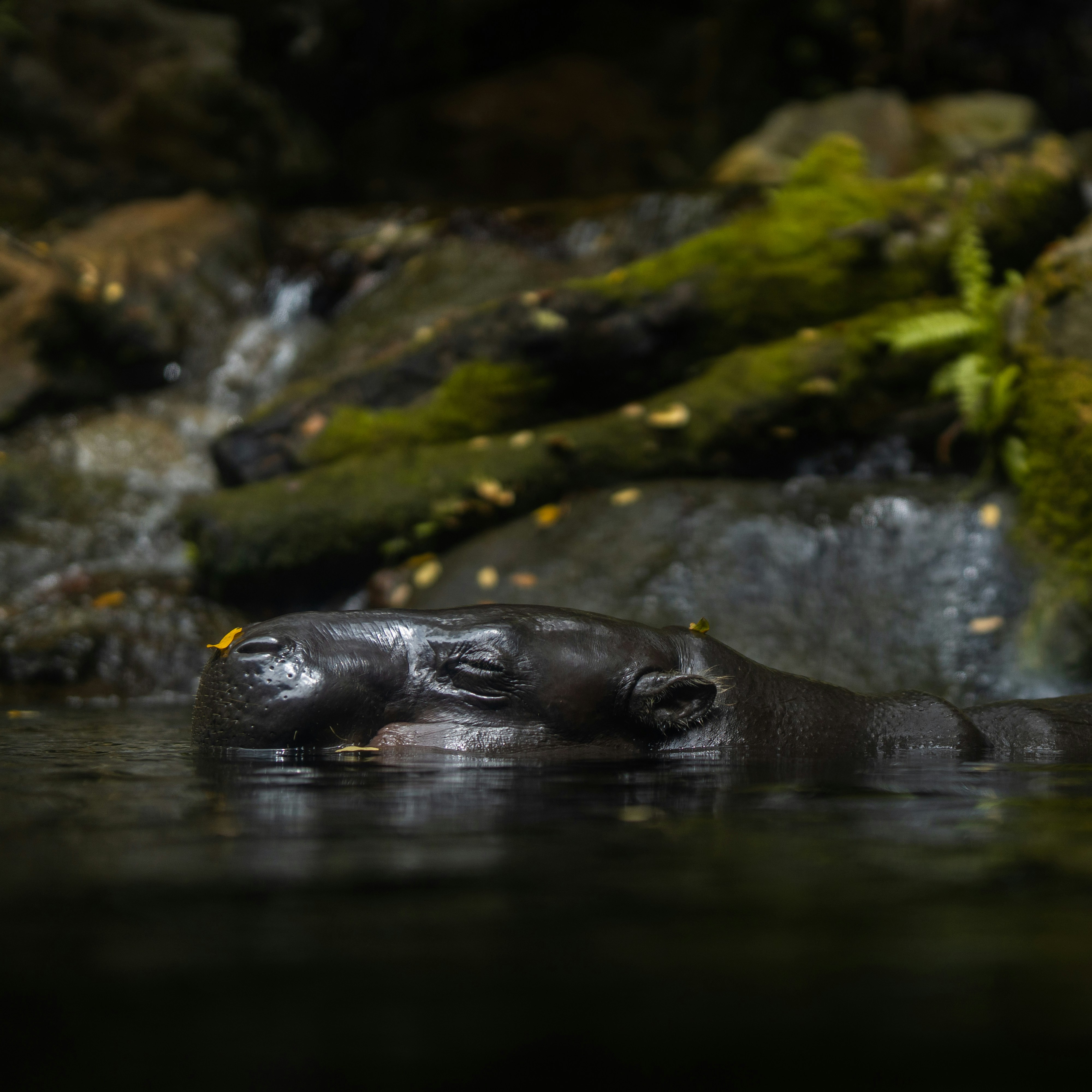 Photo by Edric Joey with Sony Alpha 6400