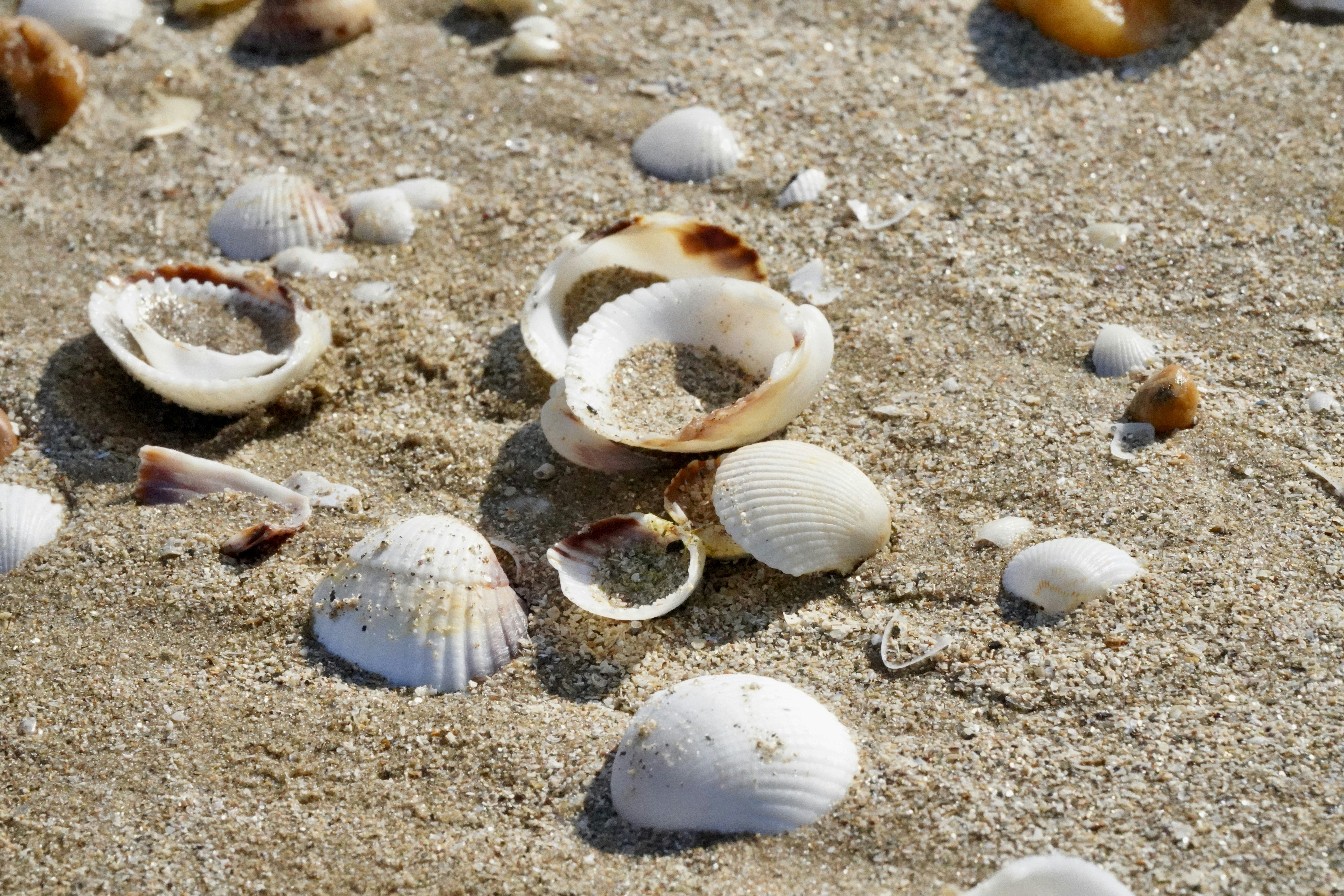 A bunch of seashells that are laying in the sand photo – Free Plage ...