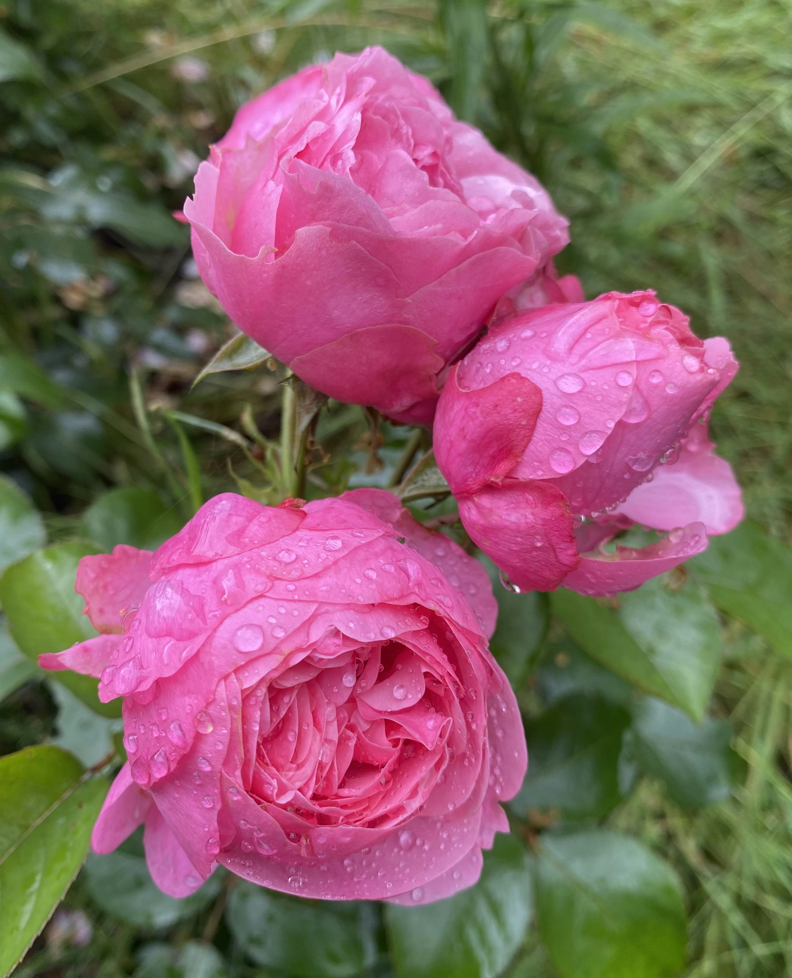 Three pink flowers with water droplets on them photo – Free Roses Image on Unsplash