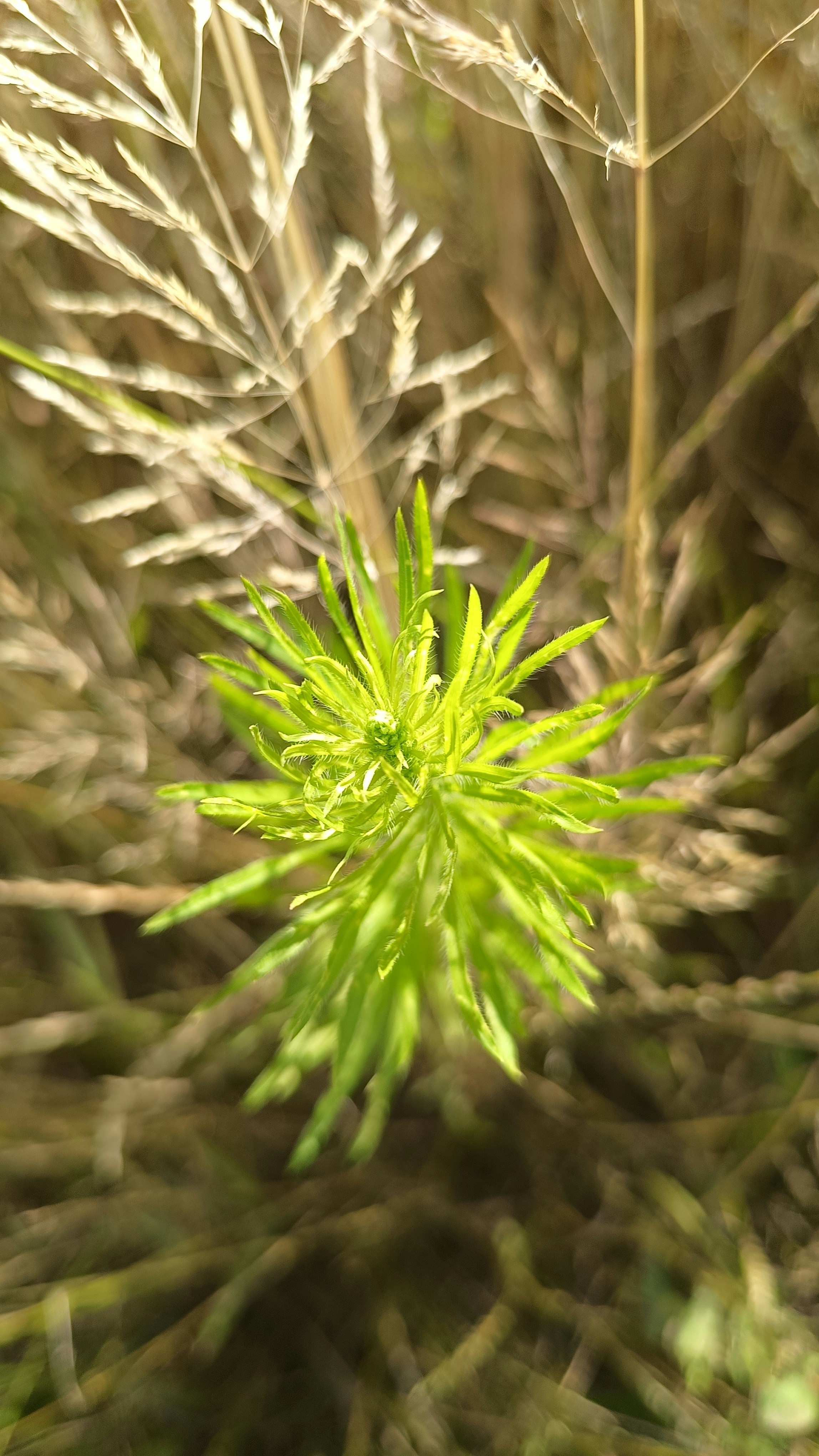Verdant Core: a spiky green sprout amid sunlit grasses