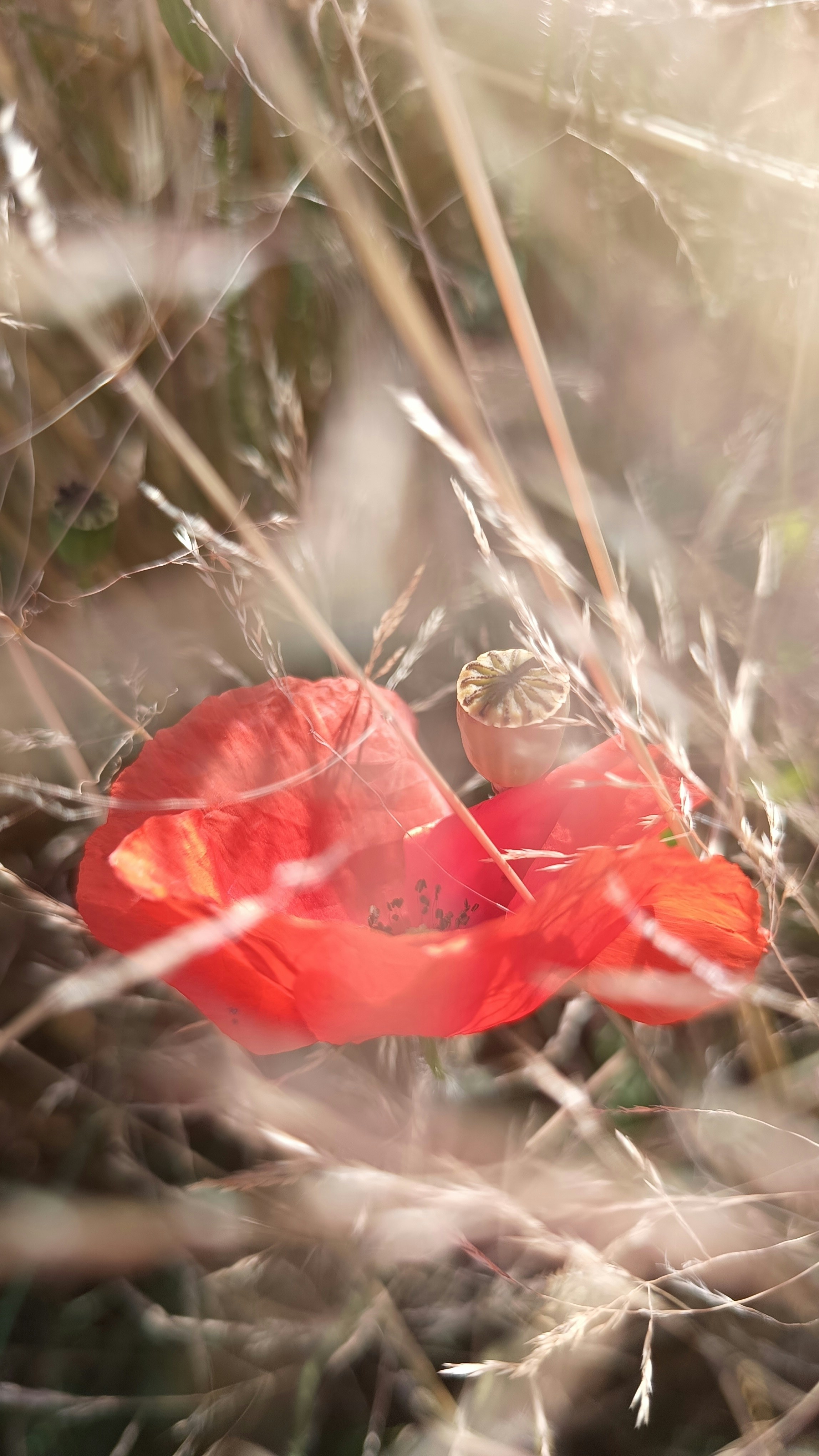 Crimson Poppy Amid Tangled Stems