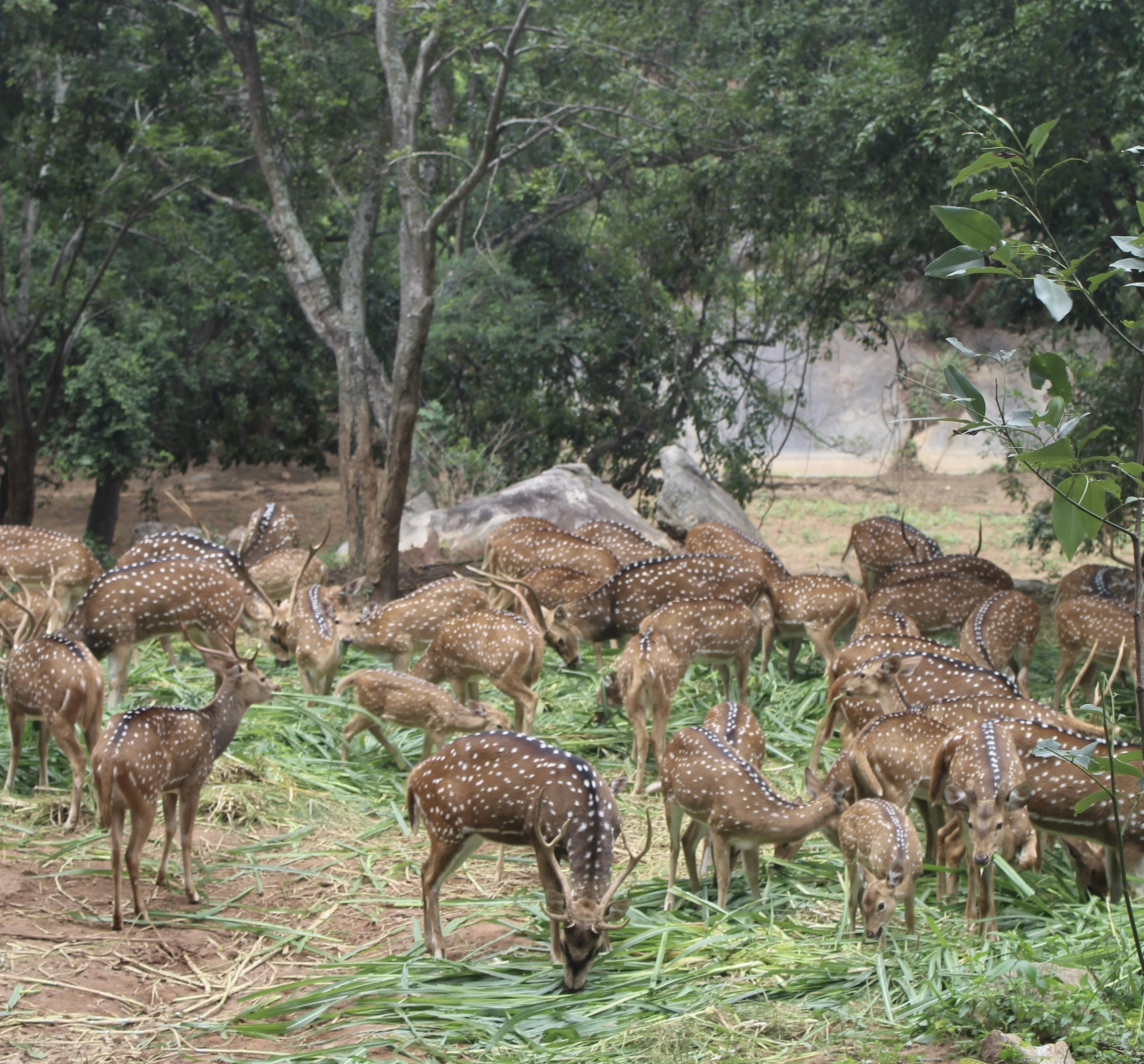 Photo by Rijin Raj with Canon EOS 3000D