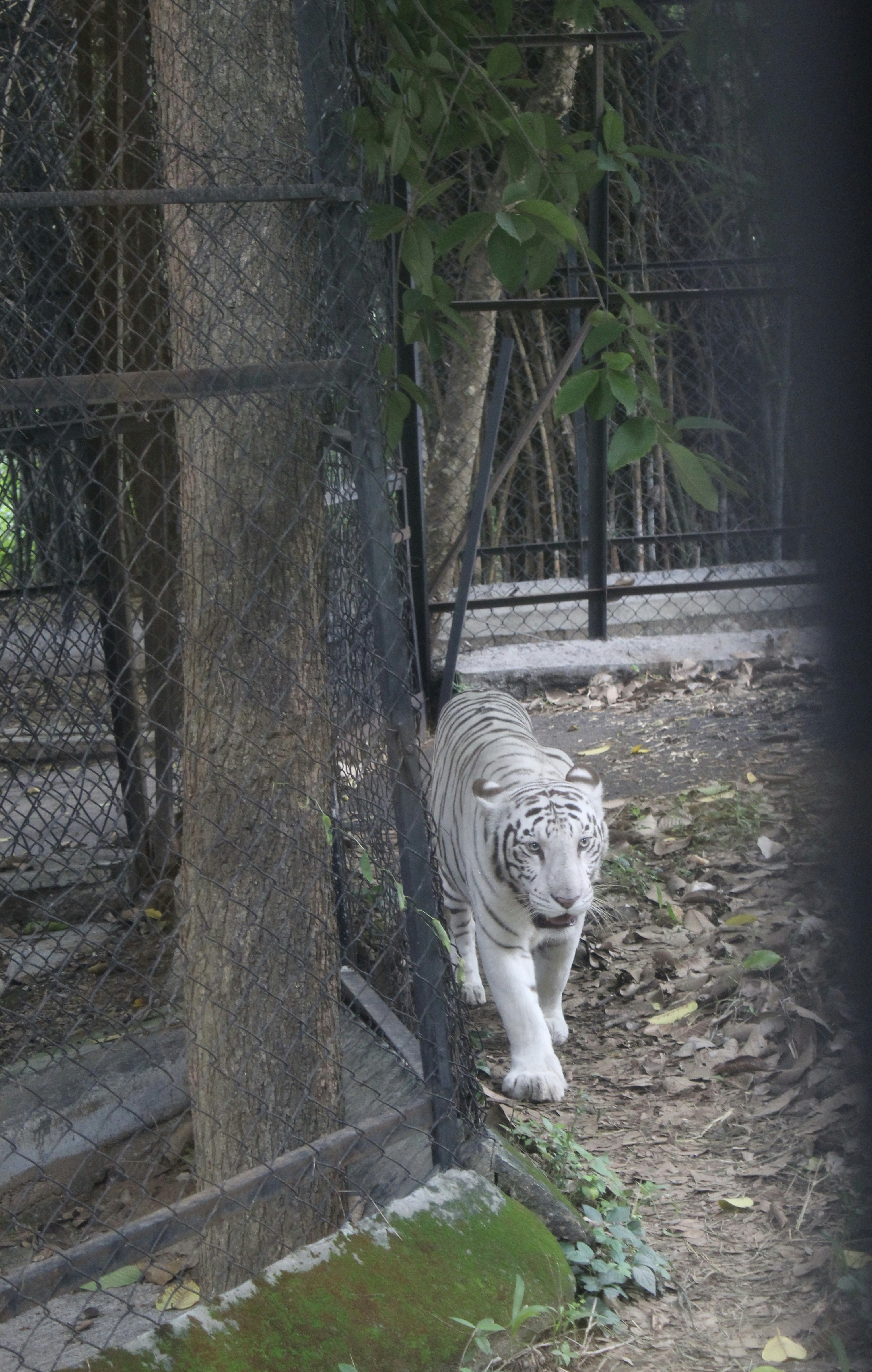 White tiger steps cautiously along the enclosure edge