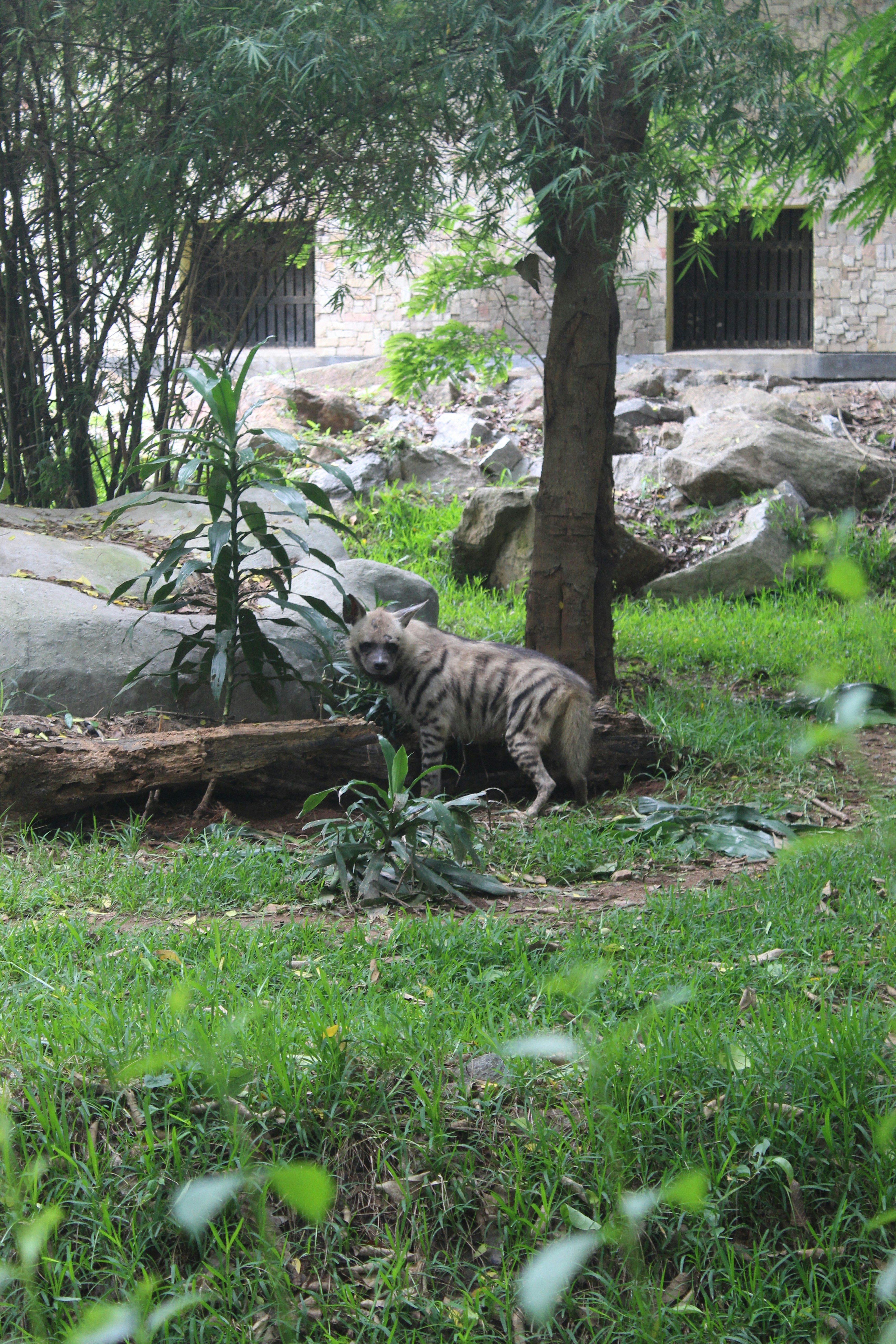 Curious Tiger Cub Pauses by a Fallen Log in a Lush Enclosure