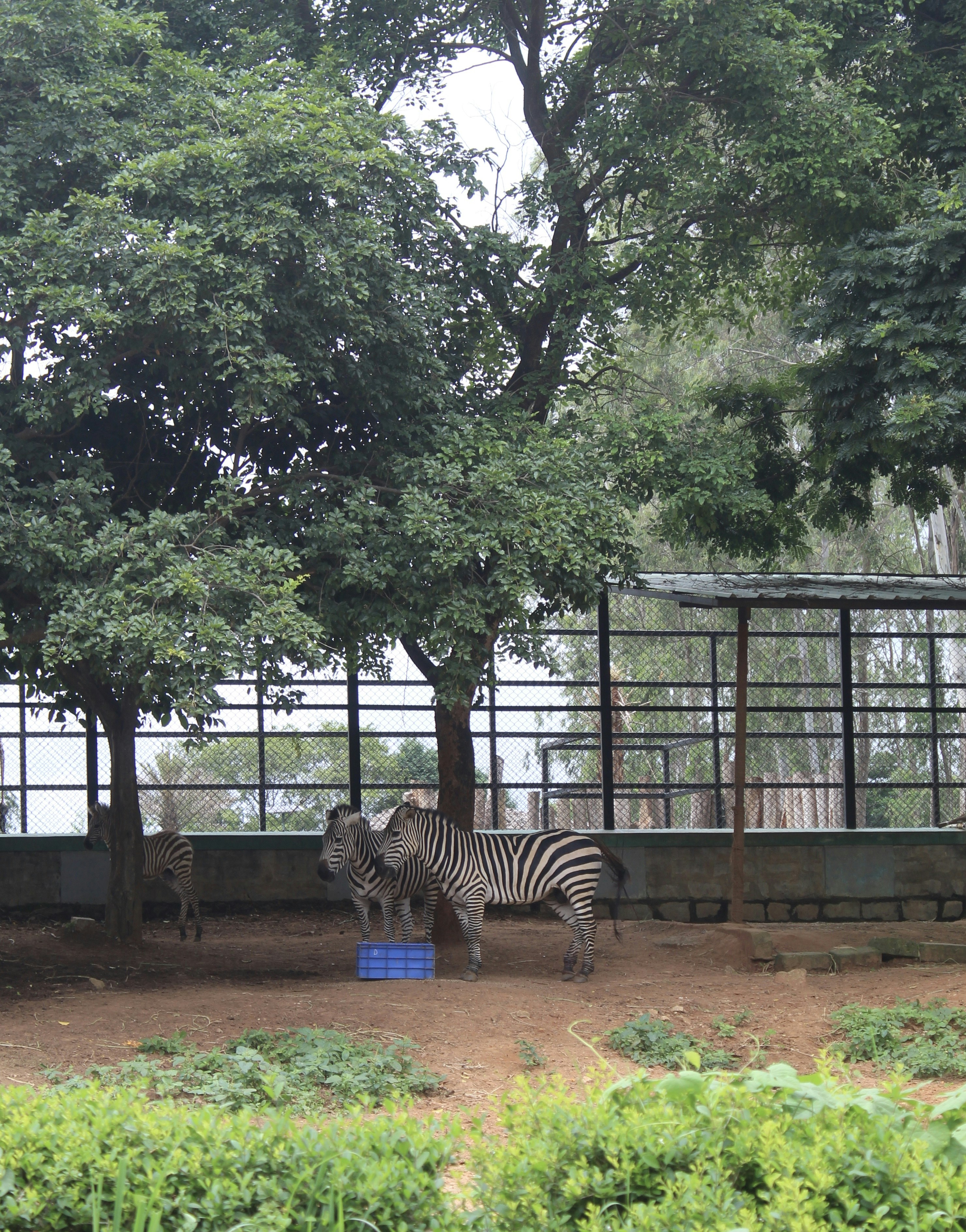 Blue Crate Pause Under Leafy Canopy: Zebras in a Quiet Zoo Enclosure