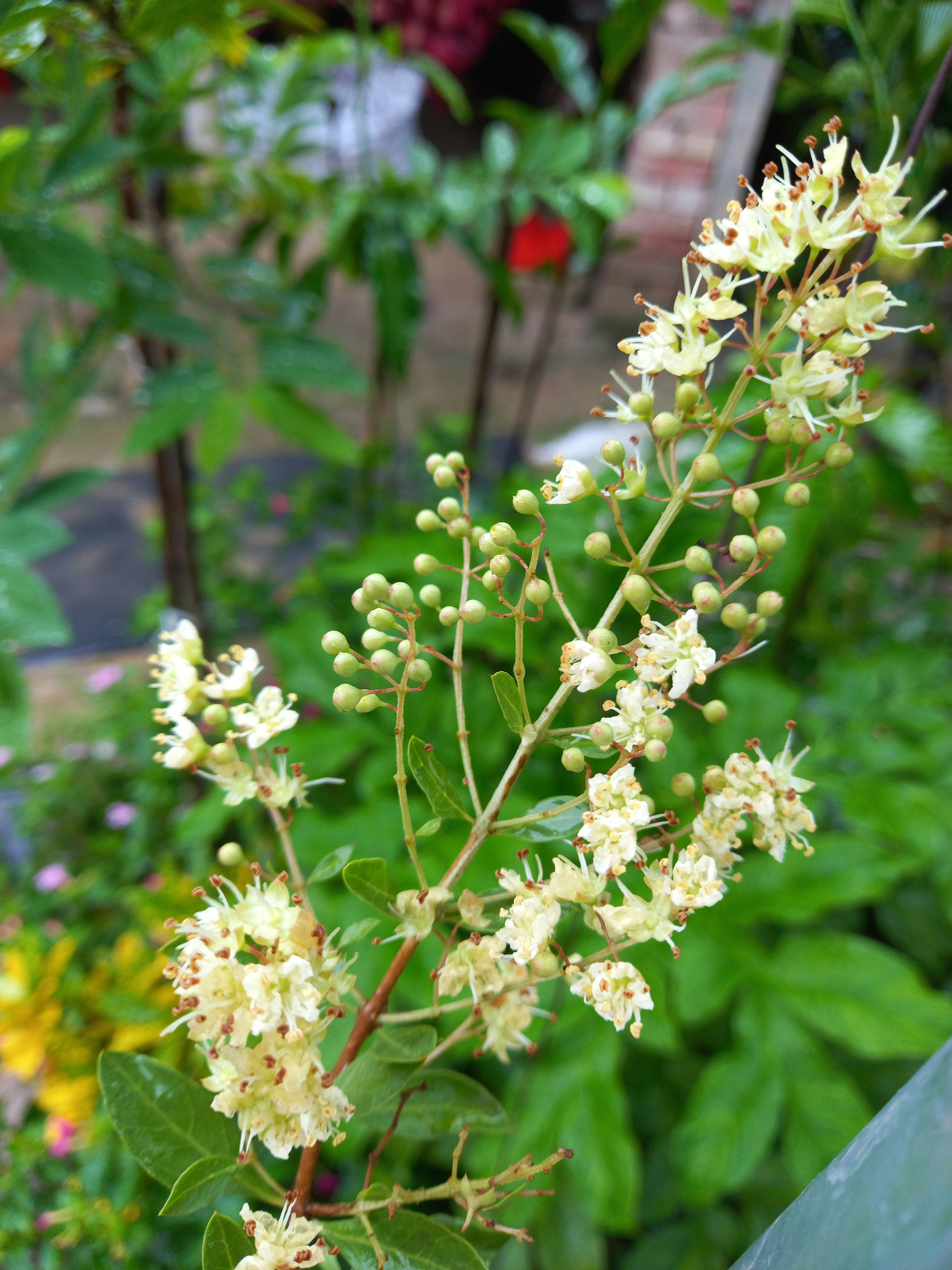 Flower of mehendi tree.. Mehndi is a form of body art originating from the Indian subcontinent. Beautiful Hena Flower on mood