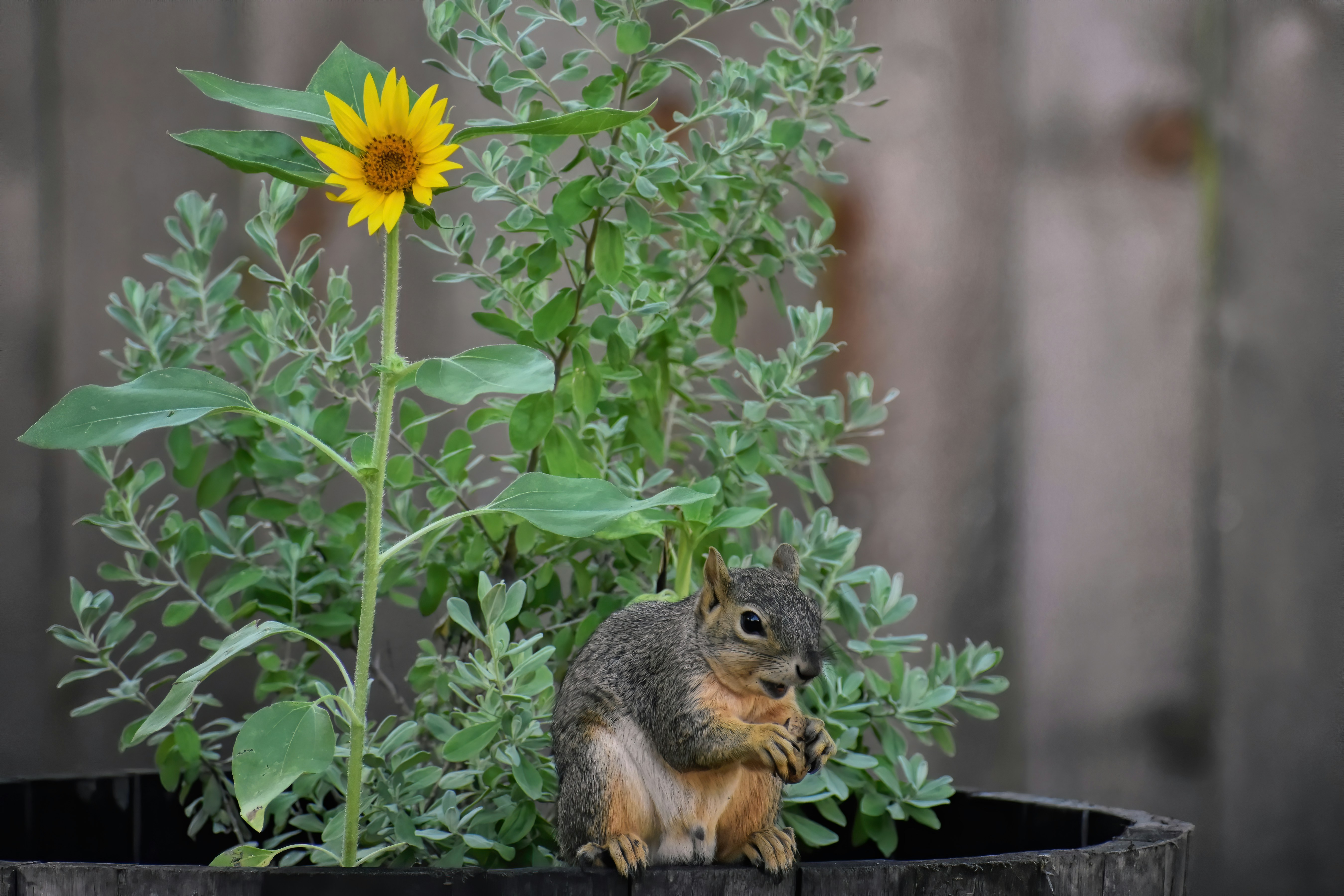 Cute squirrel on a planter eating. Planter contains a Texas sage and sunflower.