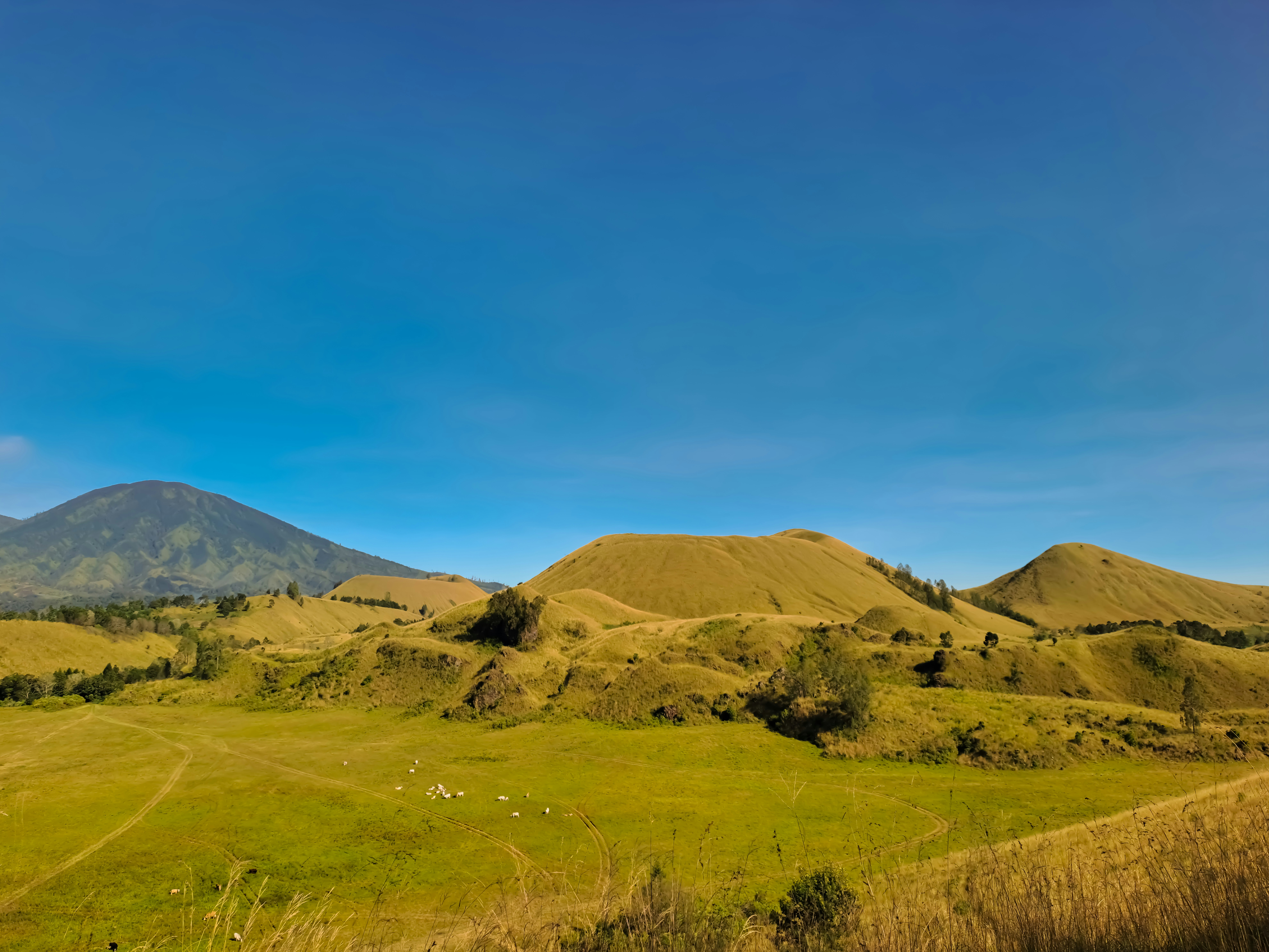 Rolling hills with golden grass beneath a clear blue sky and distant mountain.