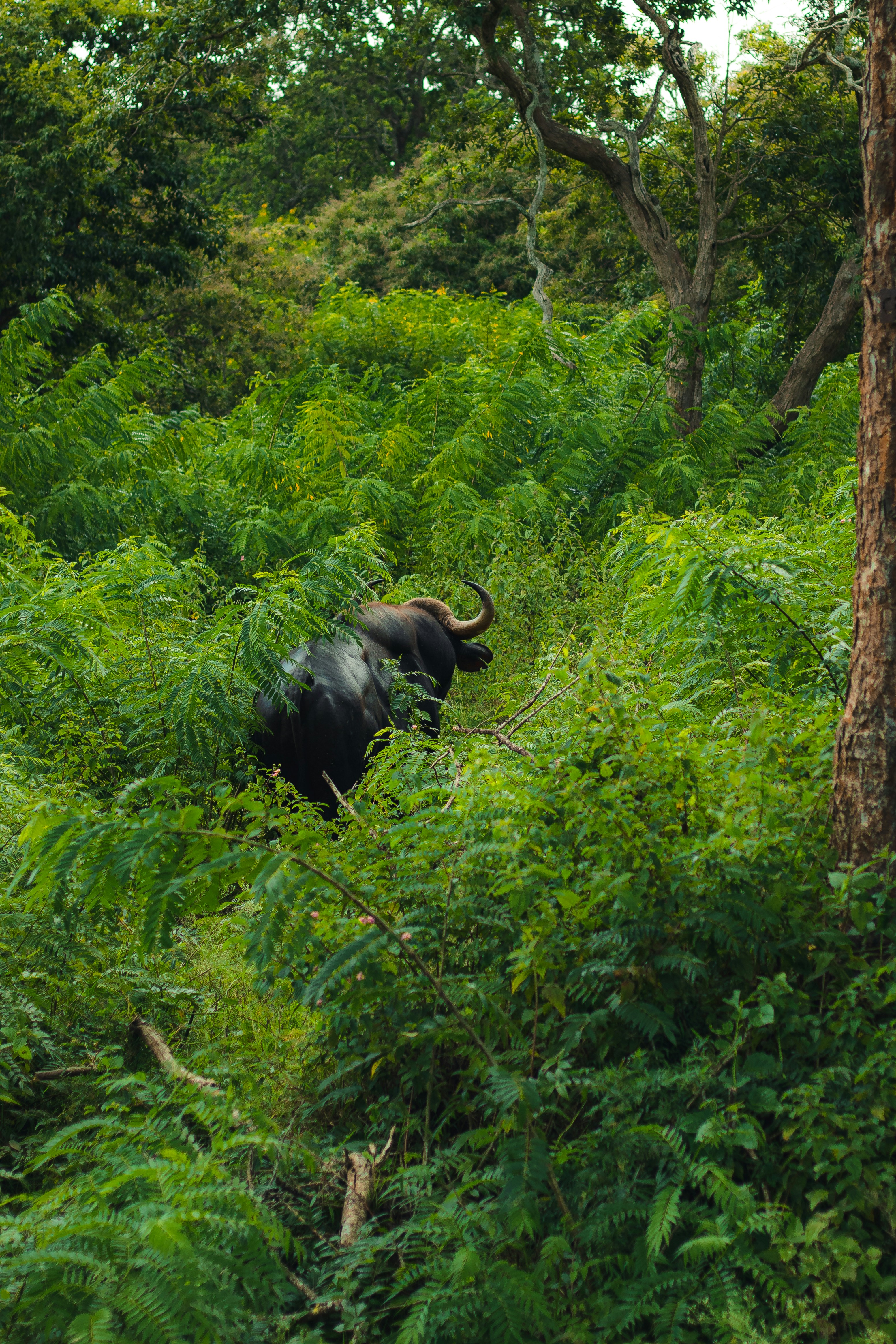 Buffalo in Velvet Jungle: A Quiet Encounter Amid Dense Ferns