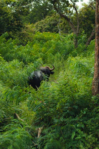 Buffalo in Velvet Jungle: A Quiet Encounter Amid Dense Ferns
