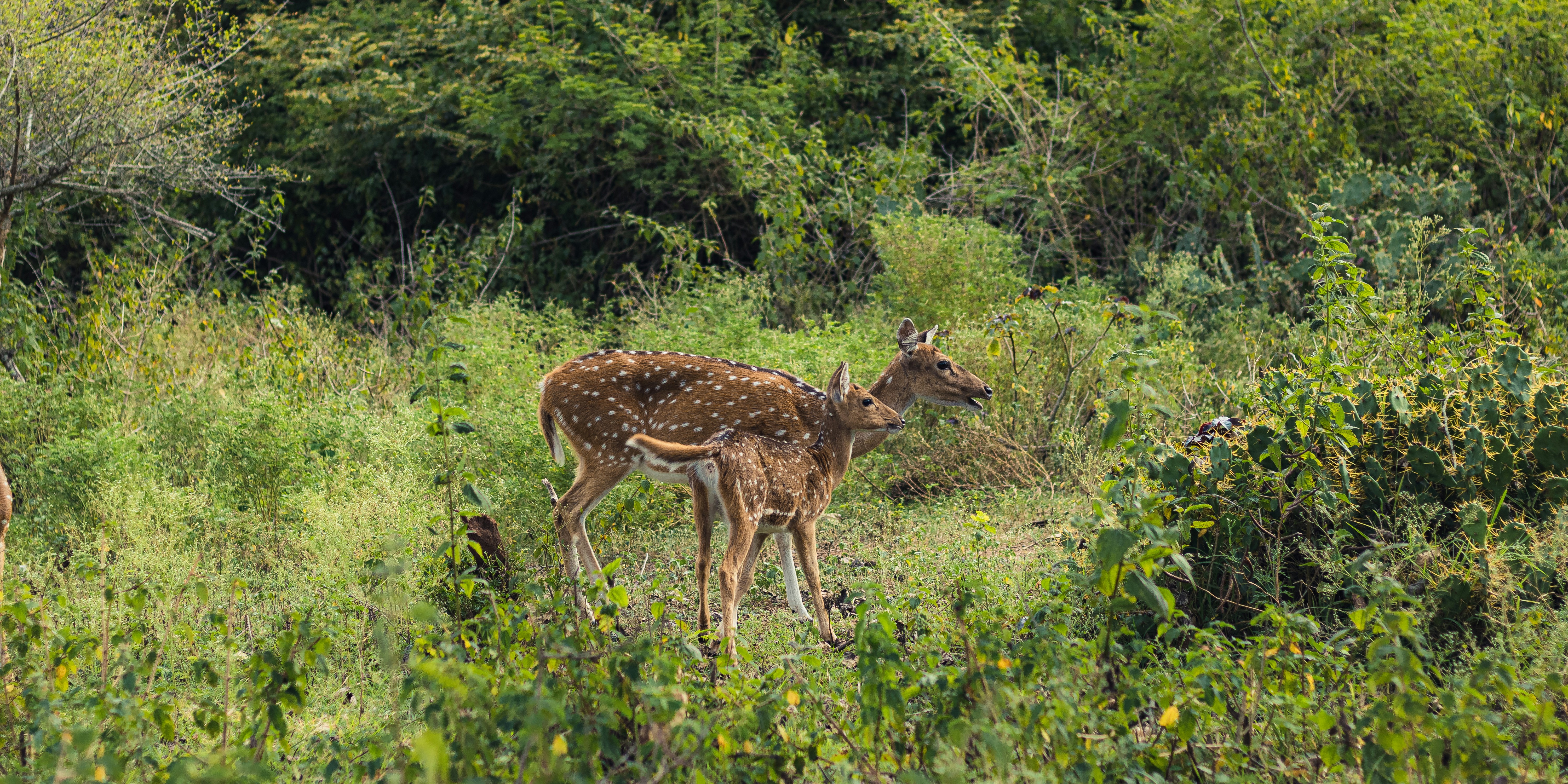 Dappled Pair in a Quiet Meadow