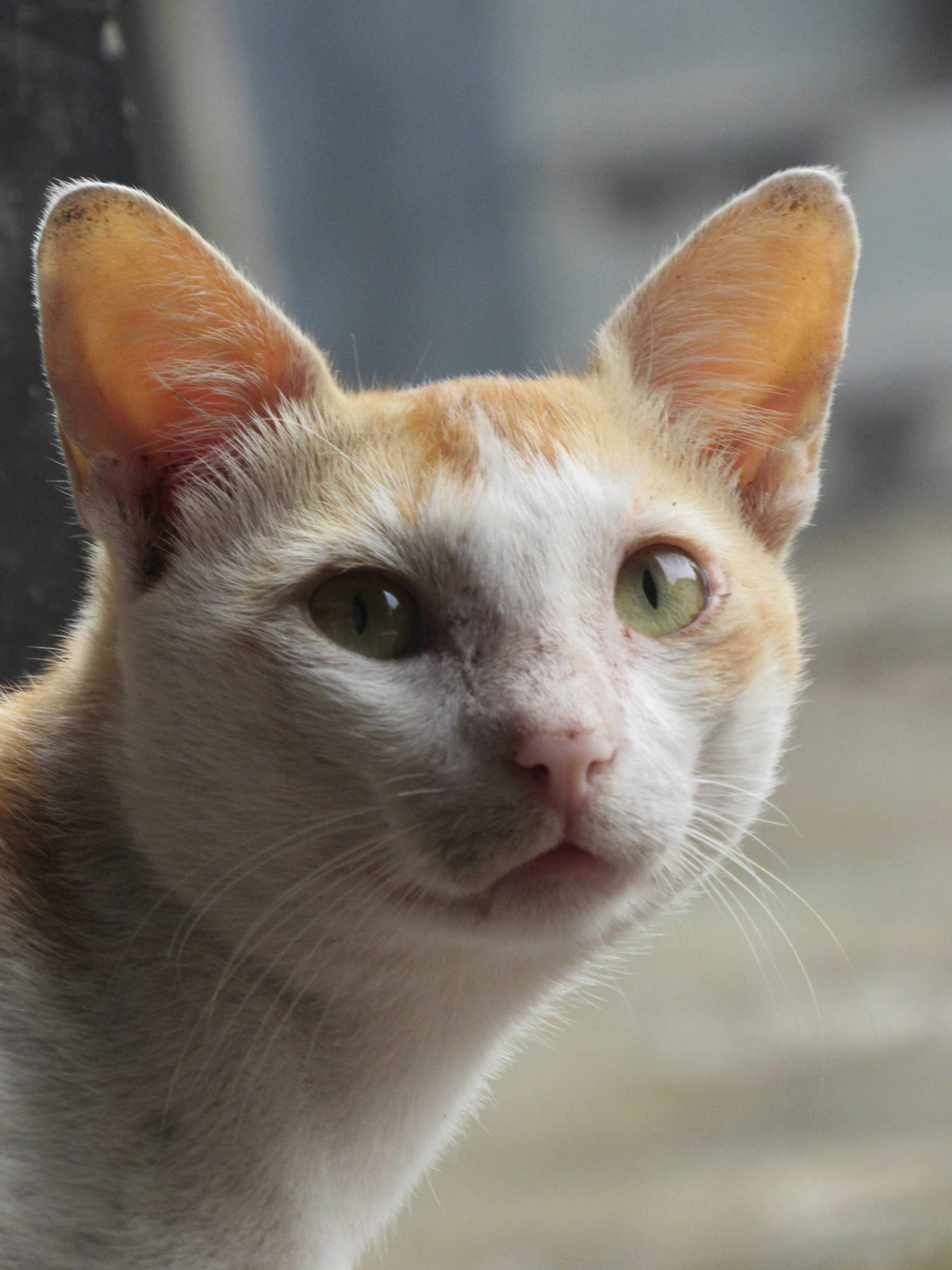 Close-up of a white and orange cat with striking green eyes, gazing intently. The image captures the cat's inquisitive expression against a blurred background.