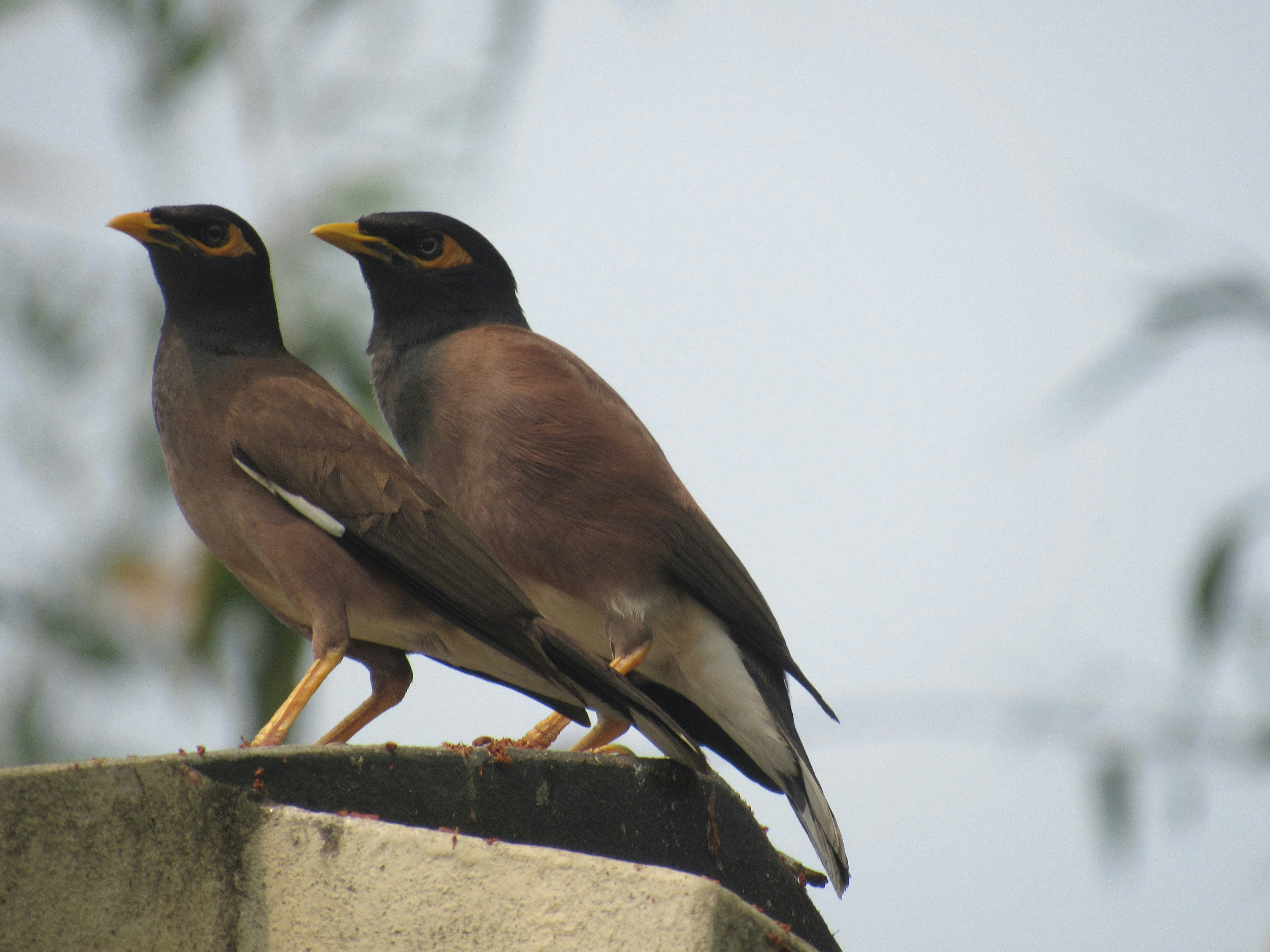 Two common mynas perched on a weathered concrete ledge with a softly blurred background.