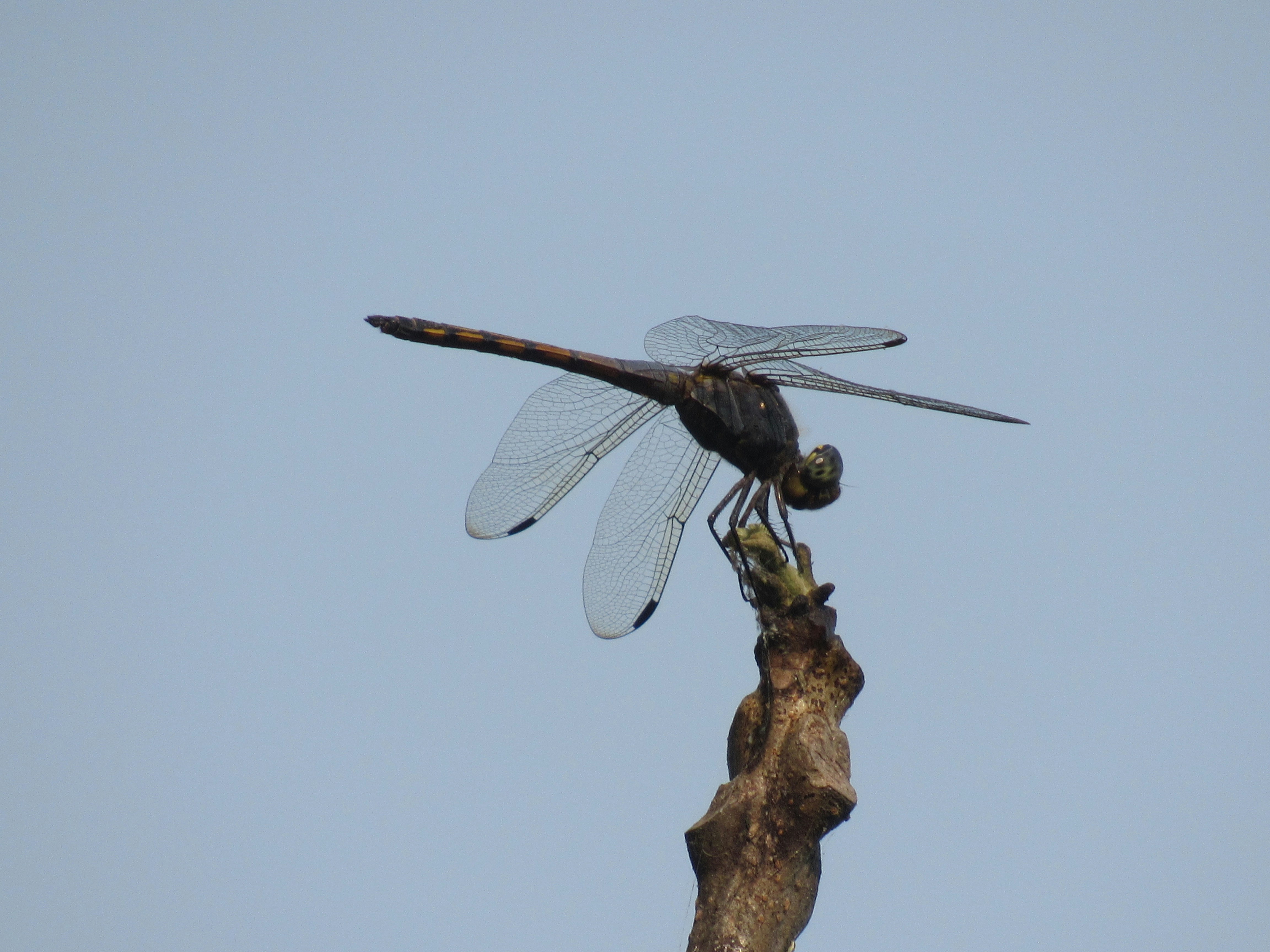 In this close-up photo, an insect takes center stage, its delicate form and intricate details illuminated against a soft, blurred background. Every tiny feature, from its translucent wings to its segmented body, is captured in exquisite detail, highlighting the fascinating complexity of the insect world. This intimate portrayal invites viewers to appreciate the beauty and diversity found in even the smallest creatures of nature. | A dragonfly sitting on top of a tree branch