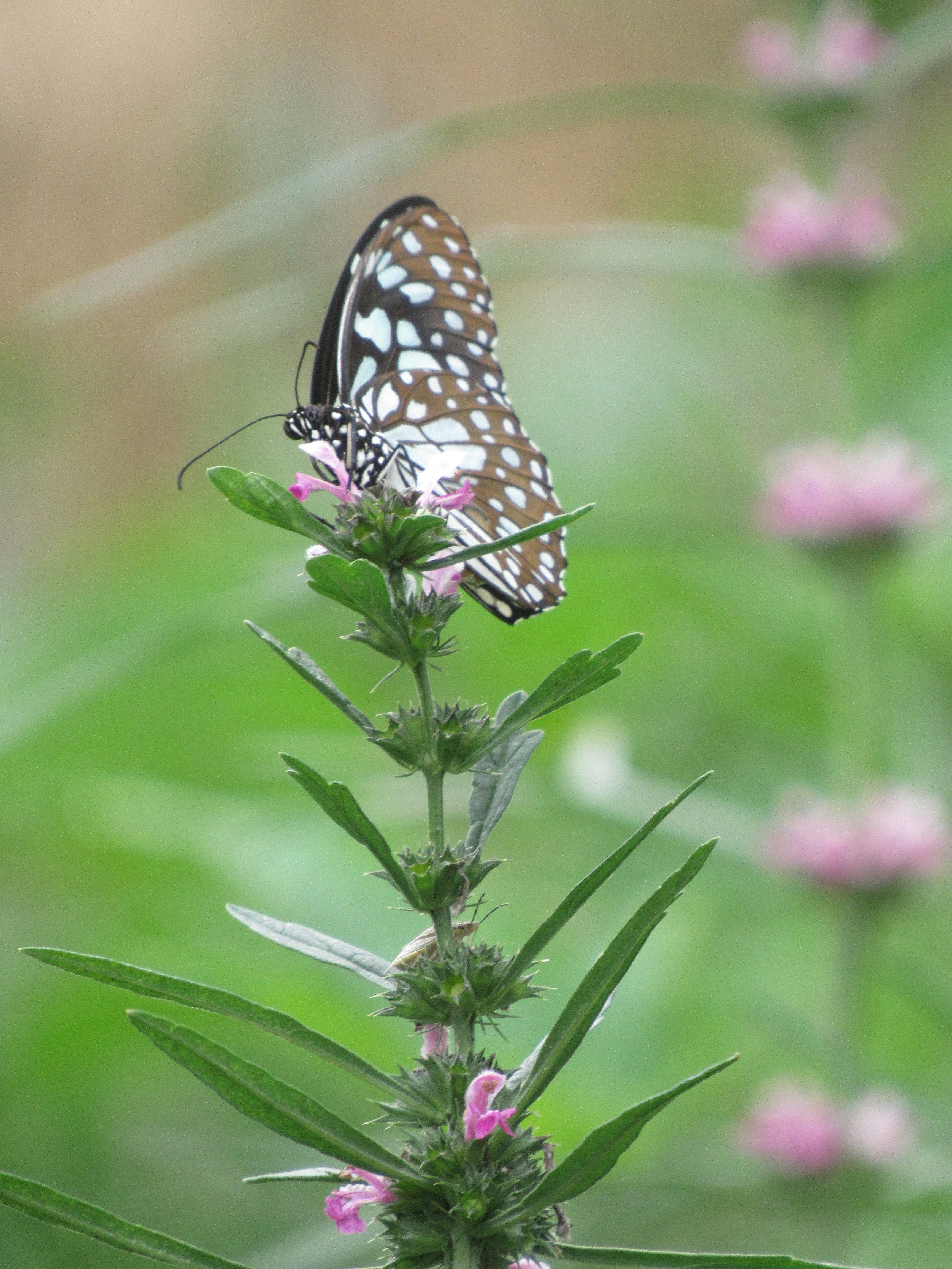 Brown butterfly with white spots rests on a pink wildflower atop a green stem in a sunlit meadow. The soft background blur isolates the subject.