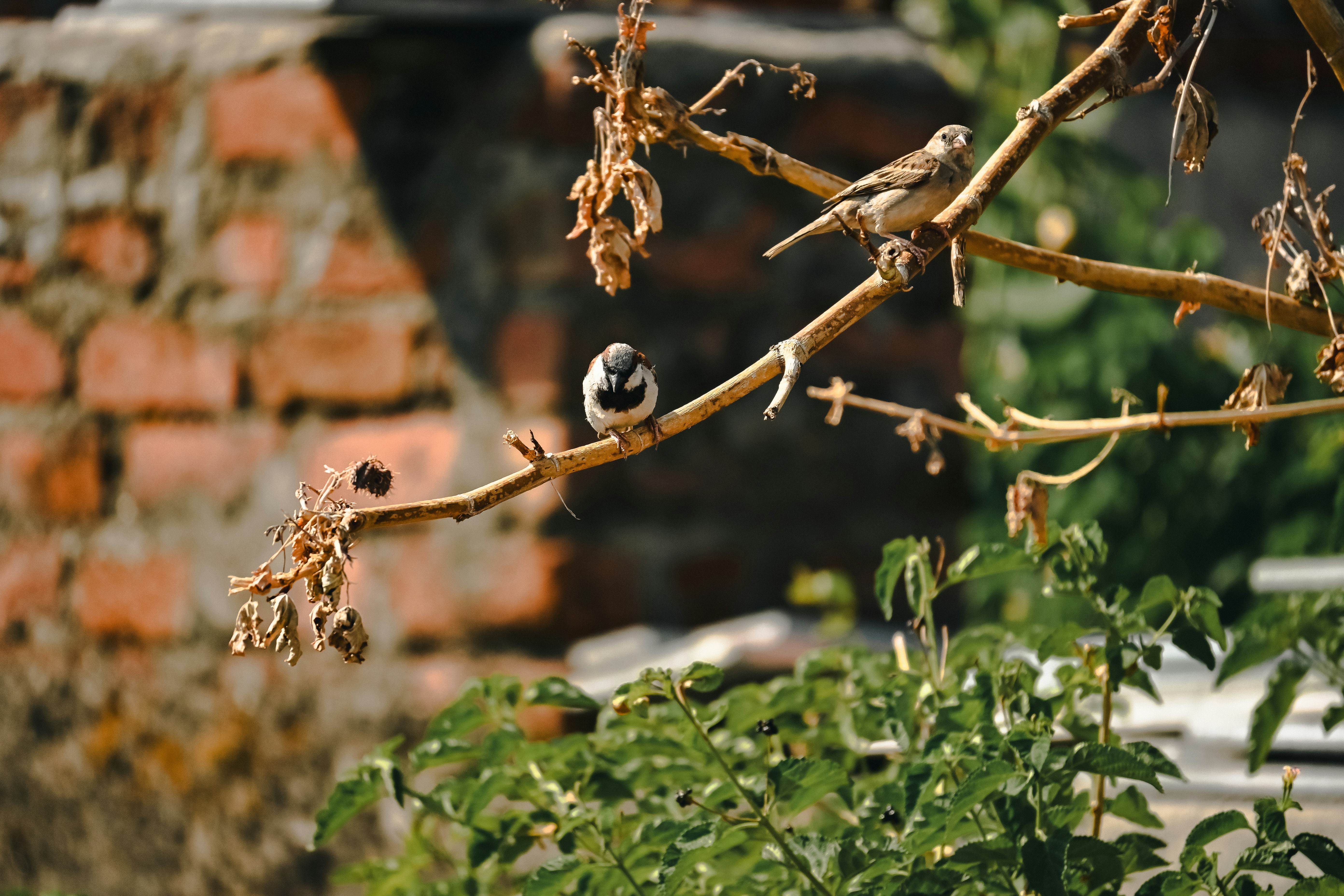 Tiny Perch: A Pair of Sparrows on a Withered Branch