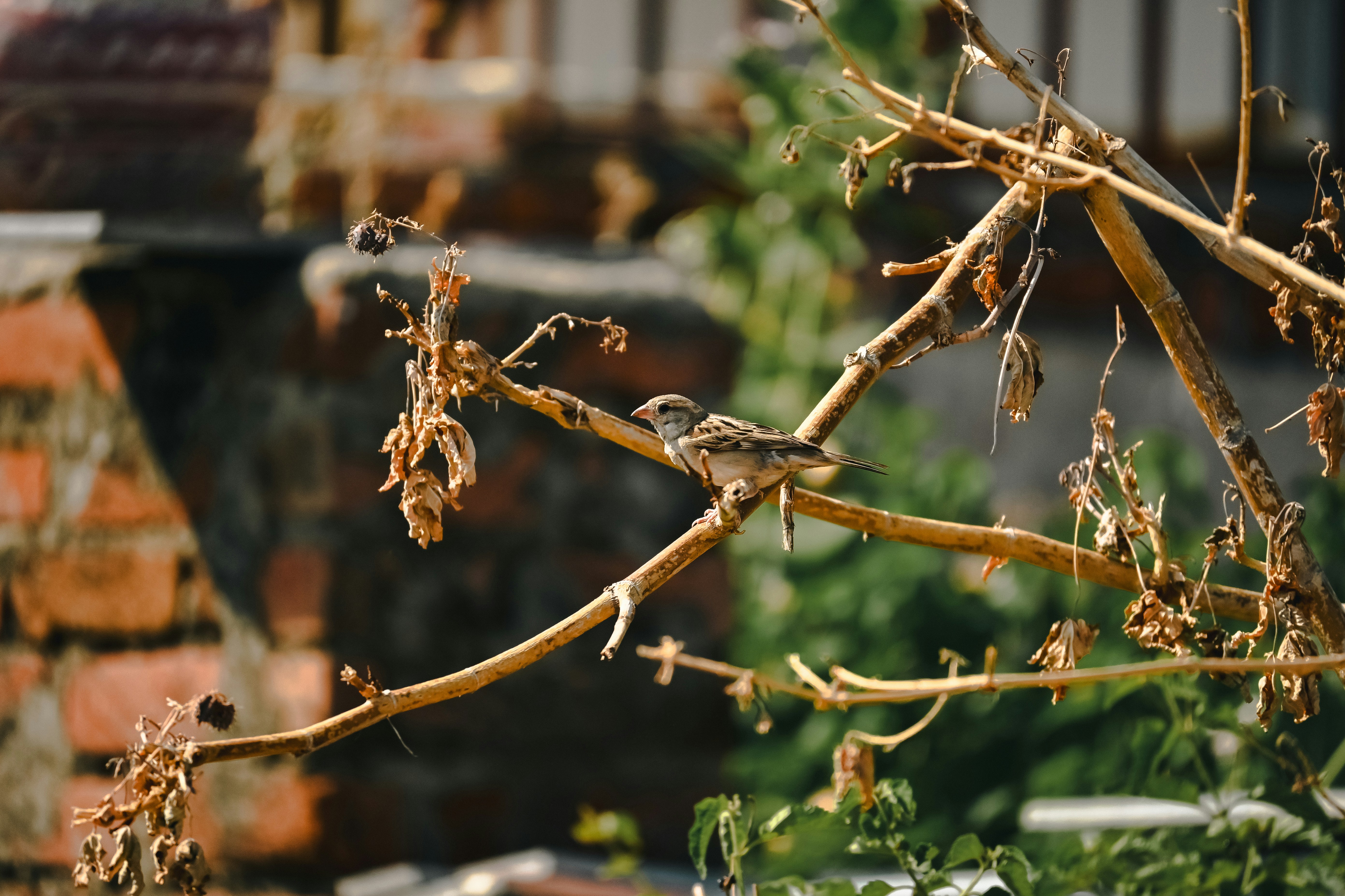 Sparrow on a Withered Twig: Quiet Moment in a Brick-Backed Garden