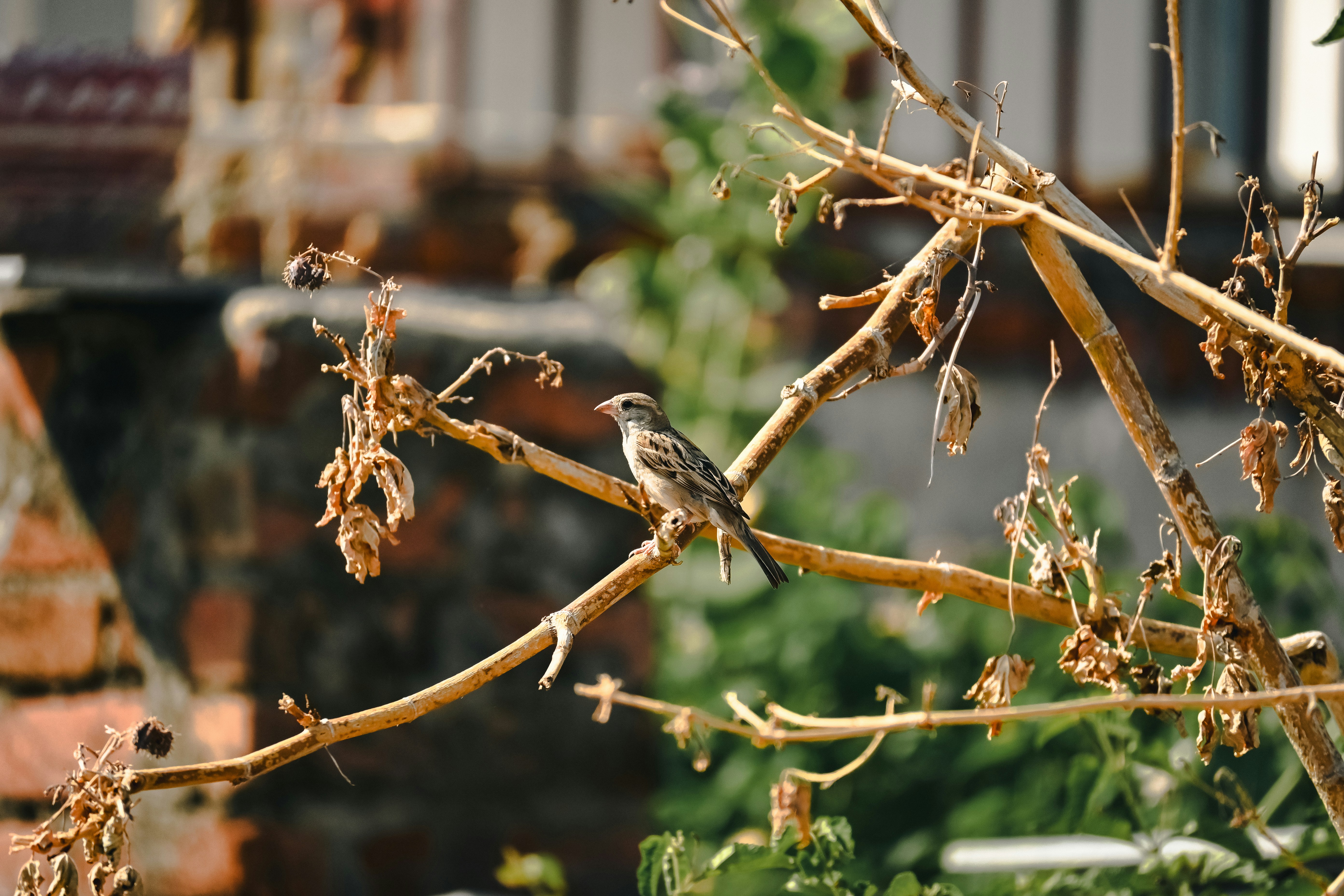 A Warbler's Delicate Pause on a Withered Branch