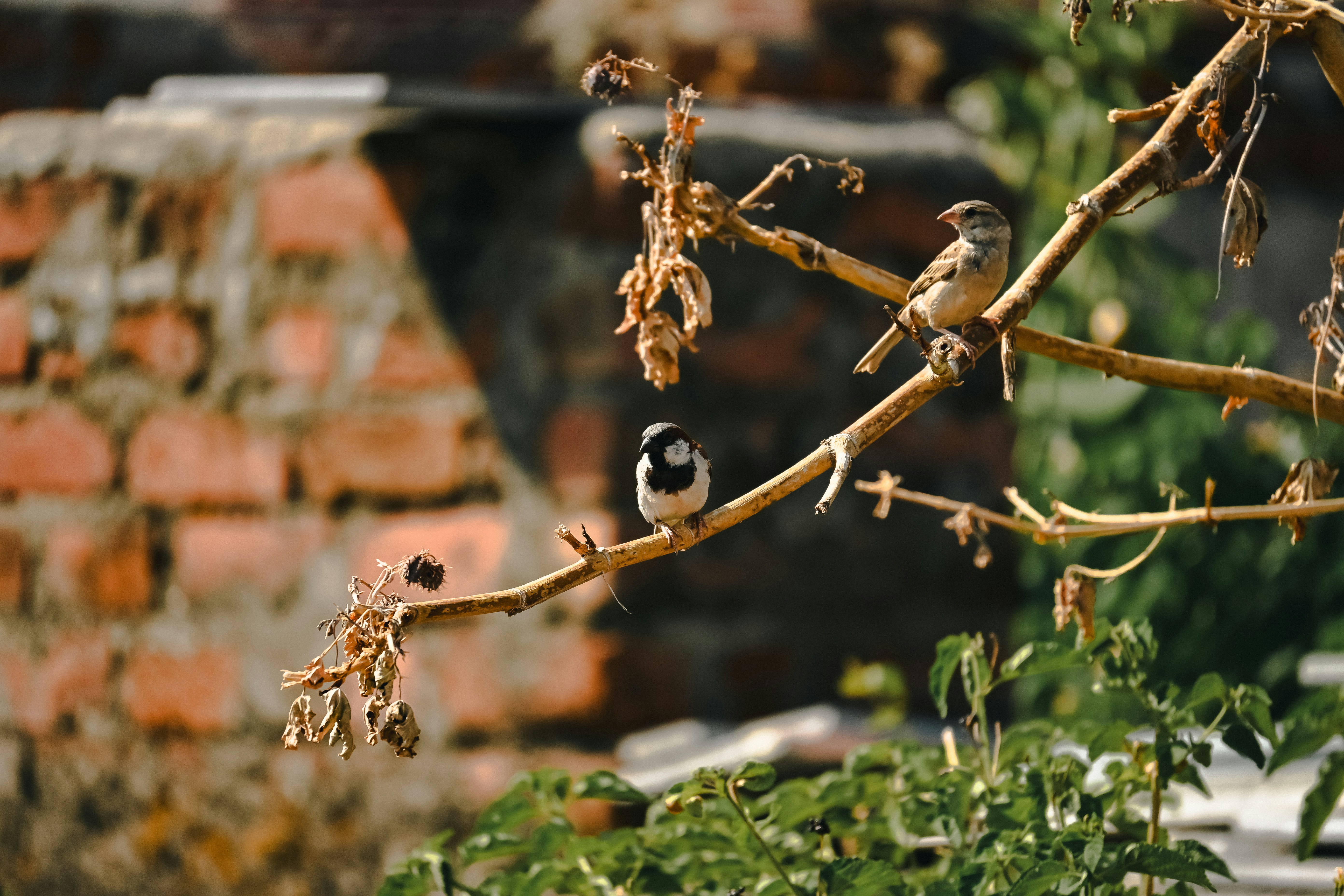 Two Garden Birds Perched on a Weathered Branch Before Brick and Greenery