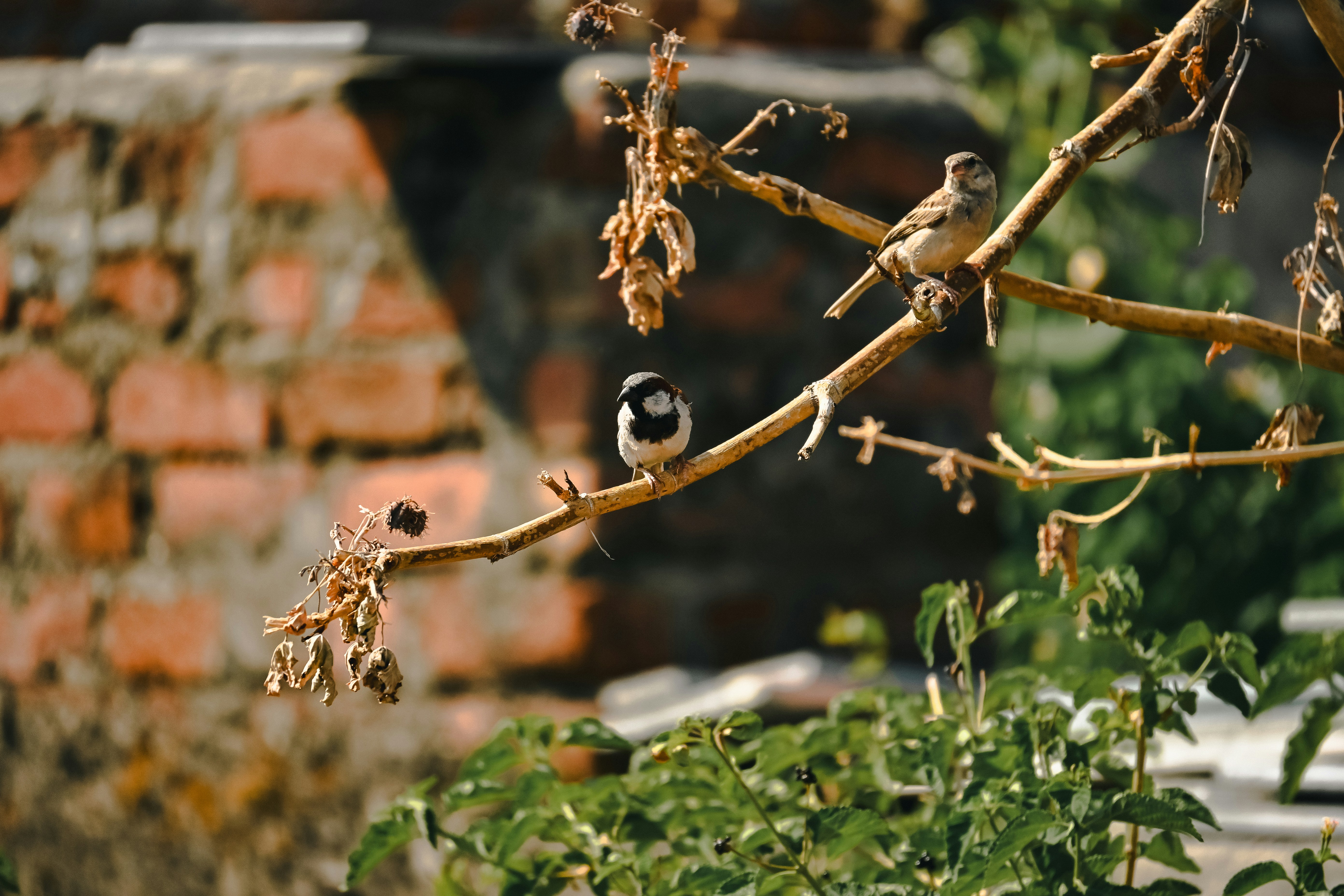 Two Tiny Perchers on a Weathered Branch
