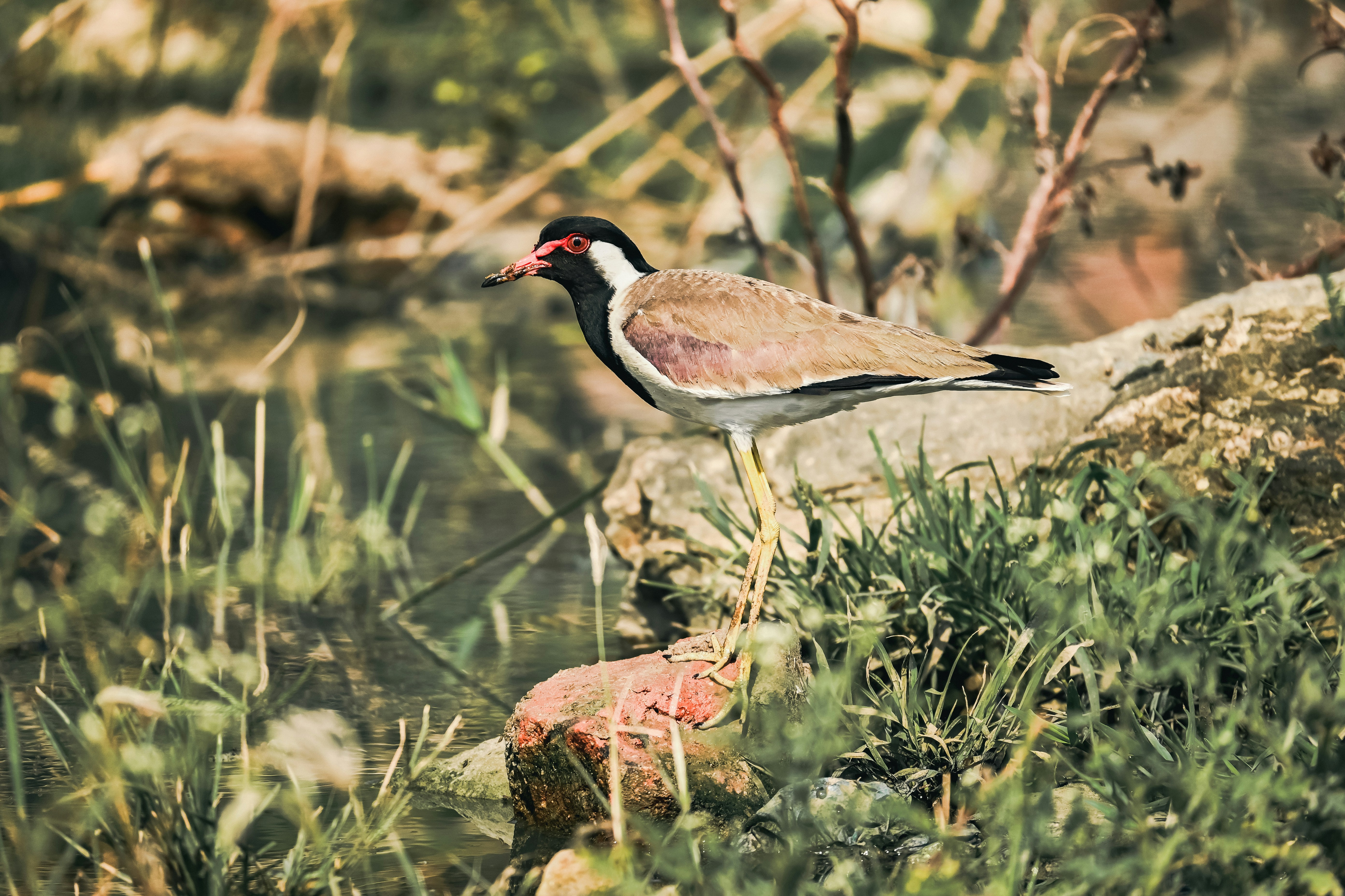 Crimson-faced Wader on a Mossy Rock by a Quiet Pond