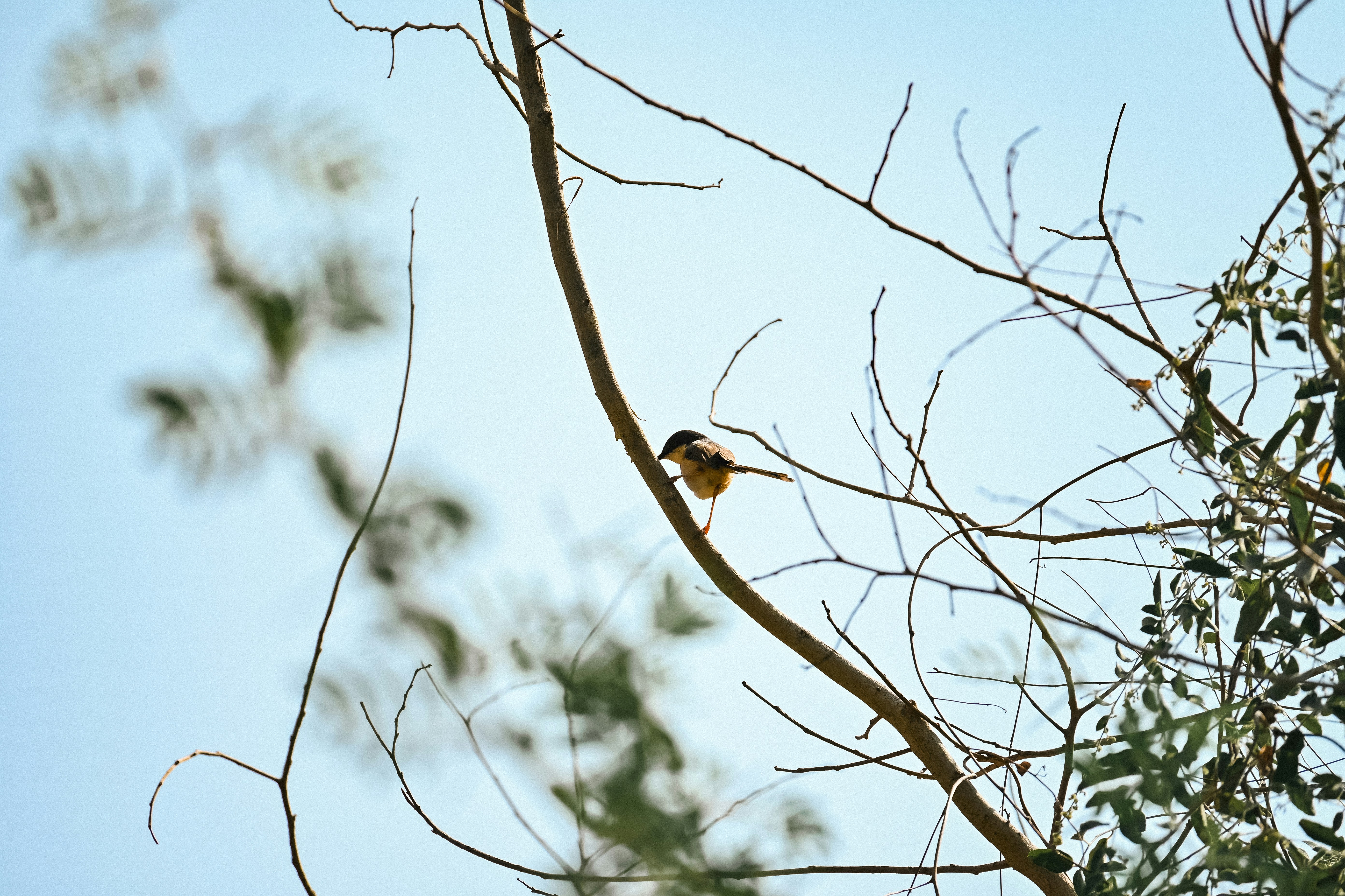 A small bird perched on a tree branch