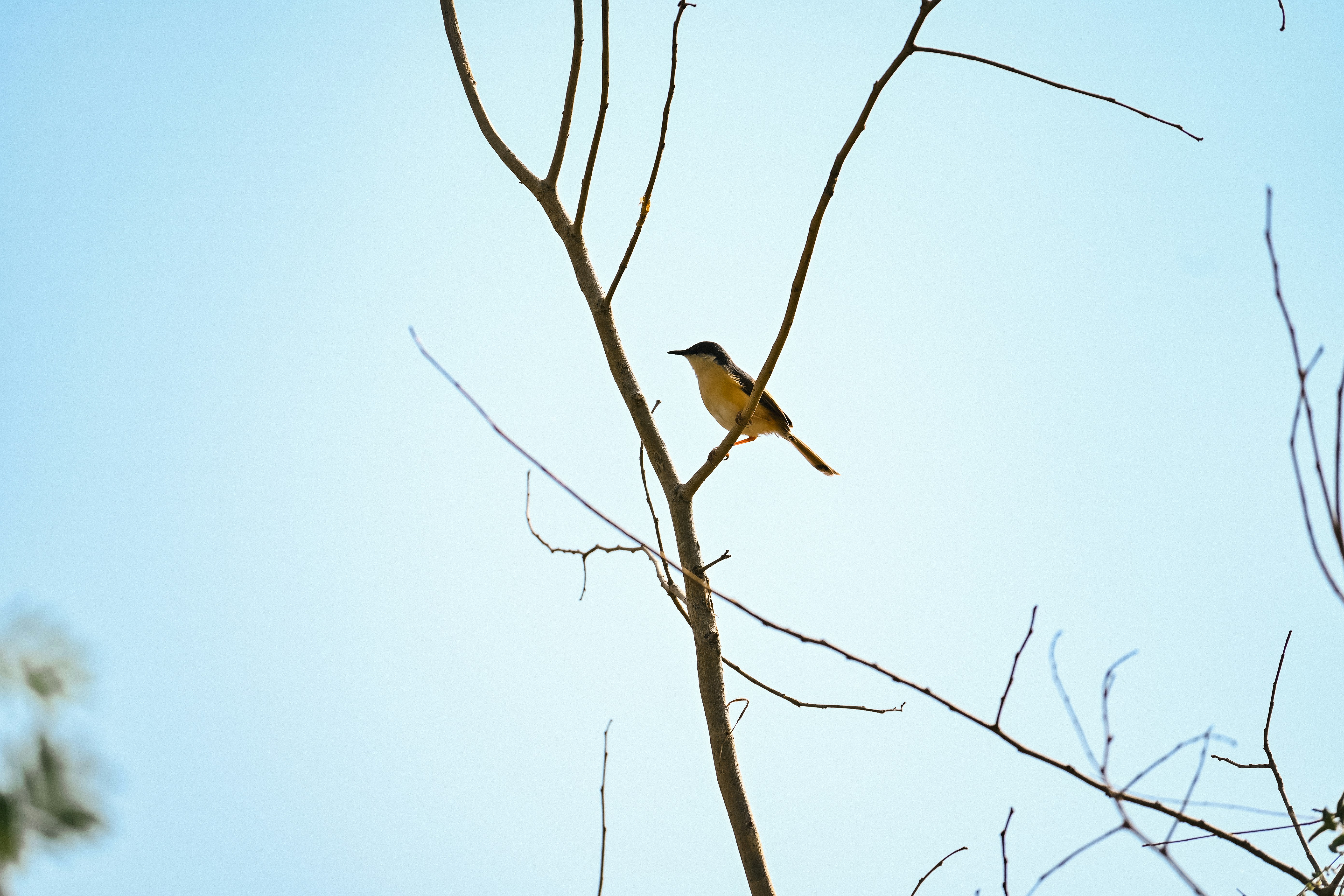 A small bird perched on a bare branch against a clear blue sky, showcasing its vibrant plumage in a serene setting.